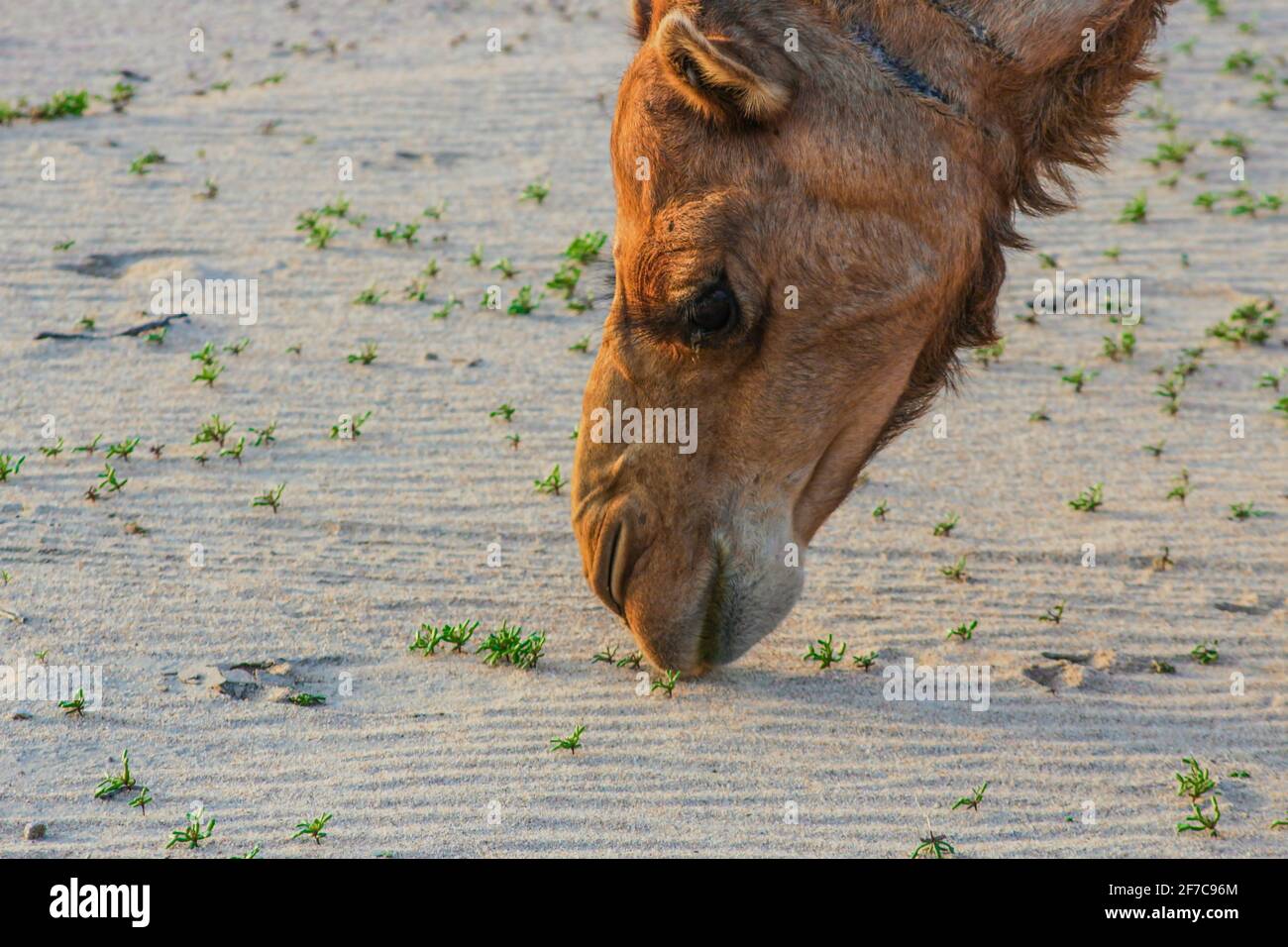 camel feeding in the desert Stock Photo - Alamy