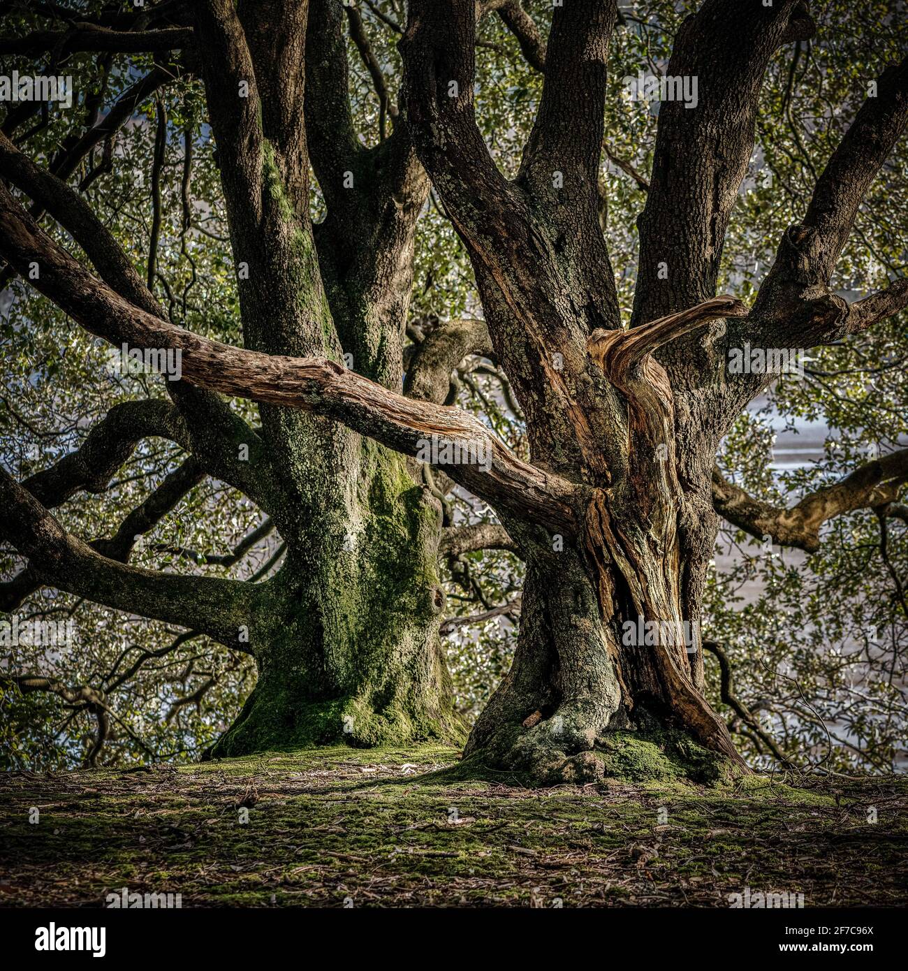 Two old rugged trees showing detail of bark on trunks Stock Photo - Alamy