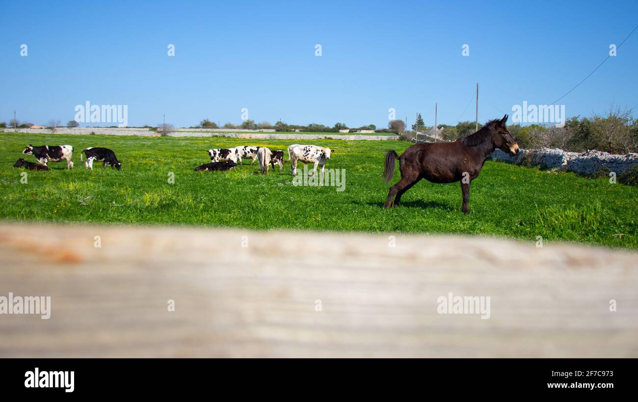 beautiful shots of animals Stock Photo - Alamy