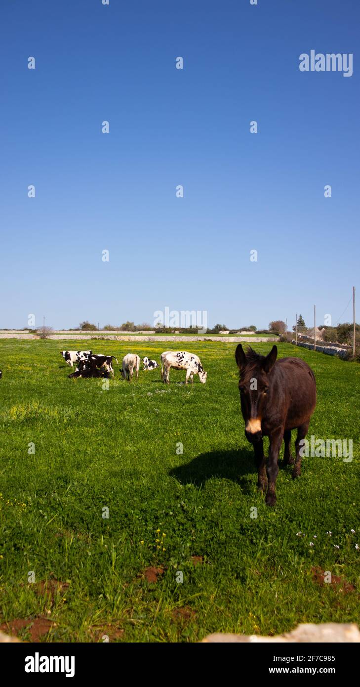 beautiful shots of animals Stock Photo - Alamy