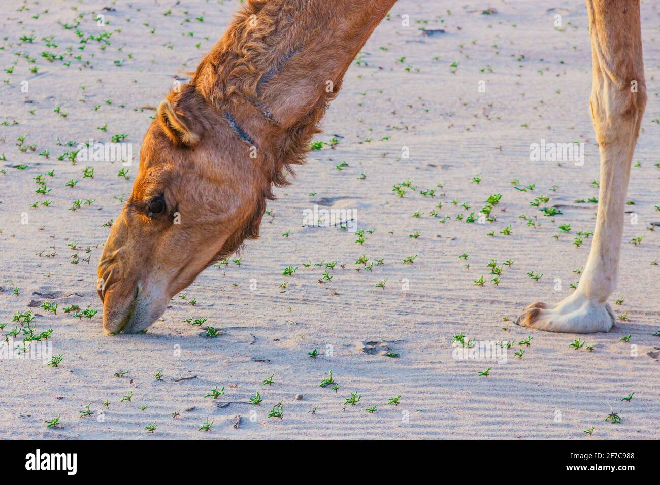 camel feeding in the desert Stock Photo - Alamy