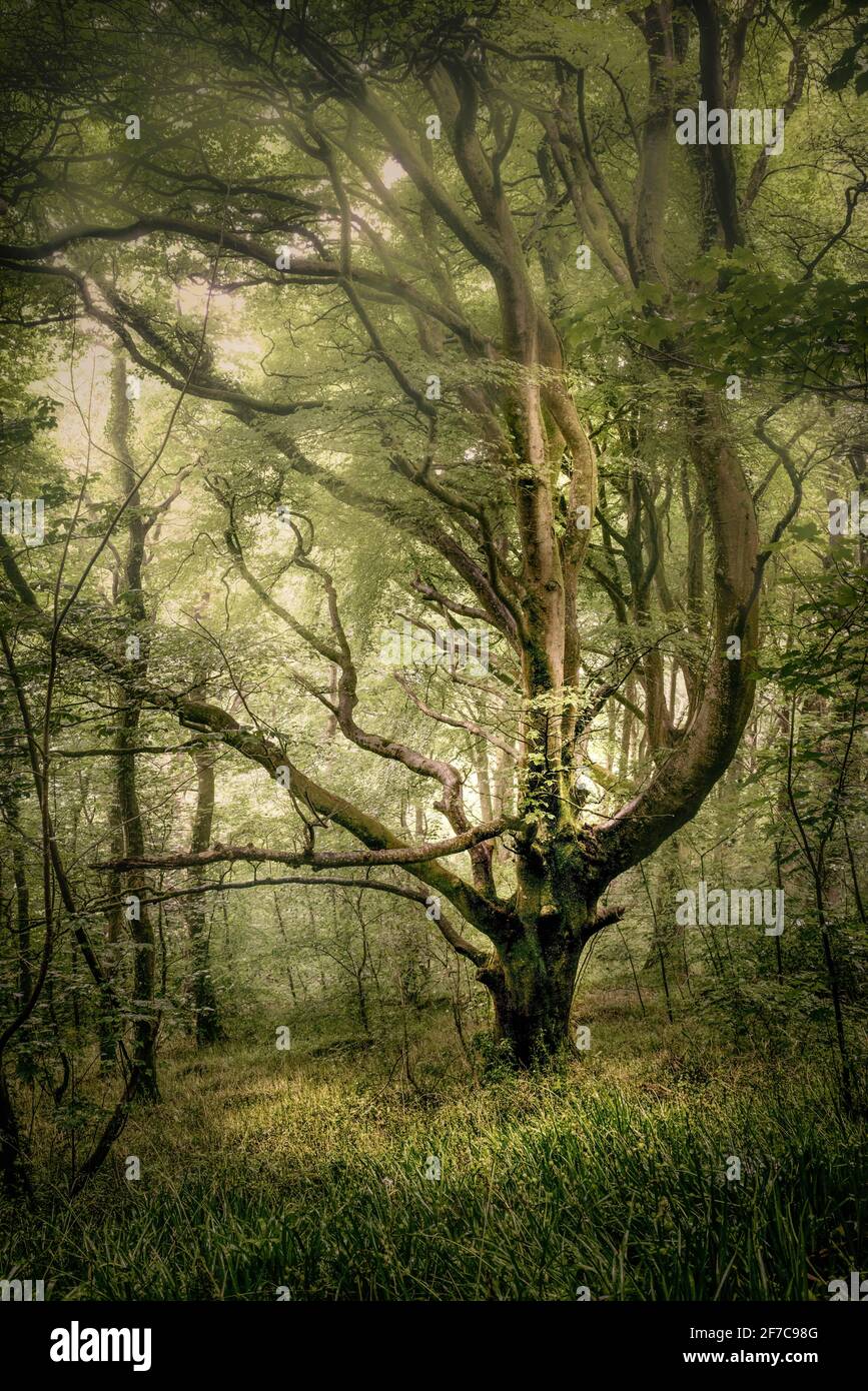 Dramatic tree in woodland scene Stock Photo - Alamy