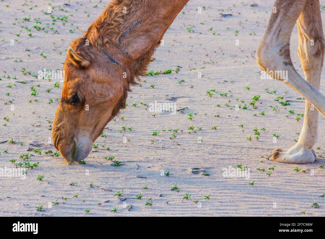 camel feeding in the desert Stock Photo - Alamy