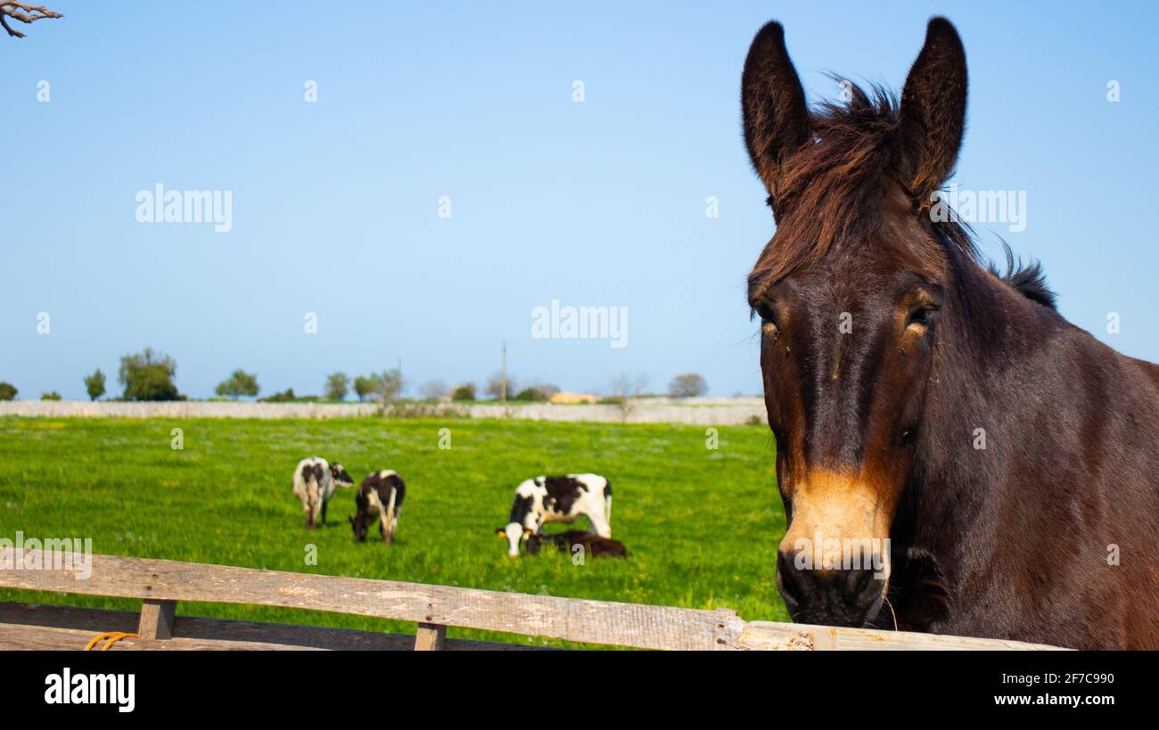 beautiful shots of animals Stock Photo - Alamy