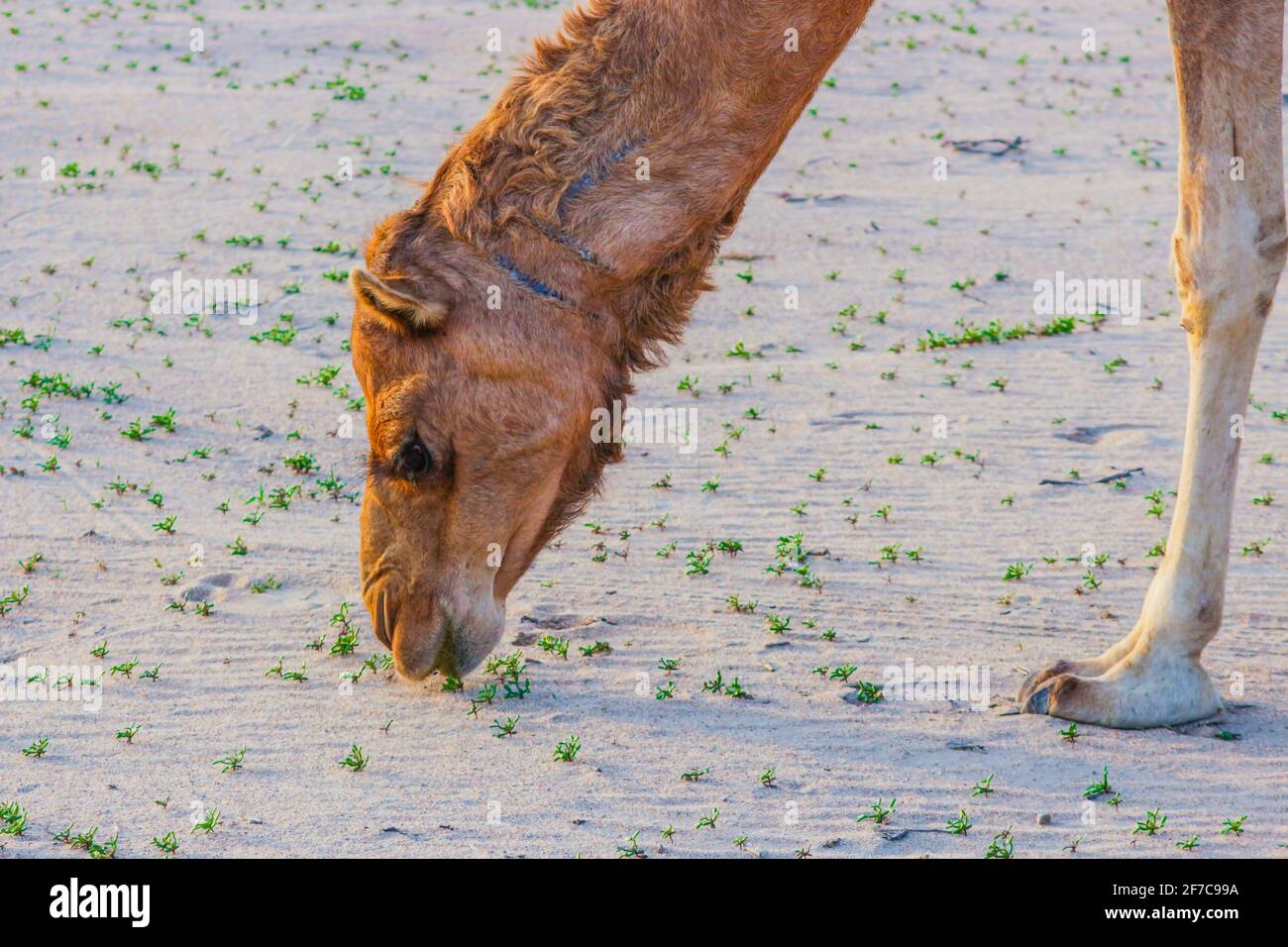 camel feeding in the desert Stock Photo - Alamy