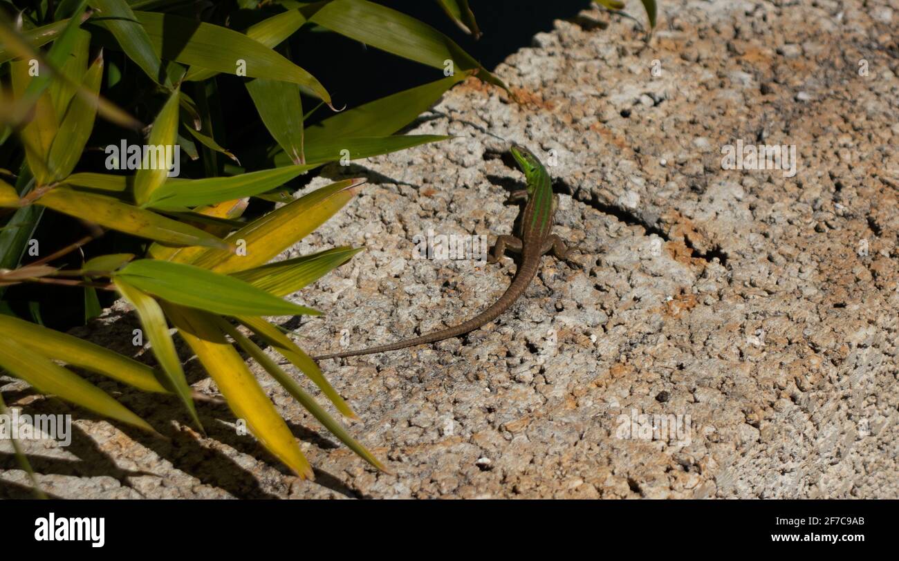 beautiful shots of animals Stock Photo - Alamy