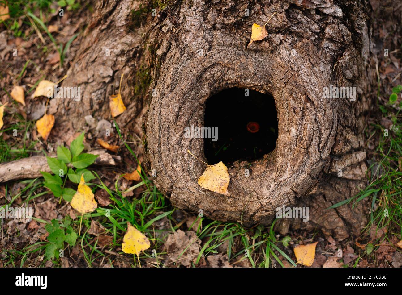 Large empty nest hi-res stock photography and images - Alamy