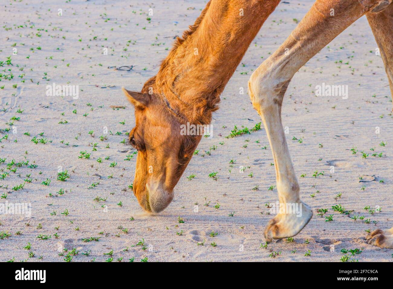 camel feeding in the desert Stock Photo - Alamy