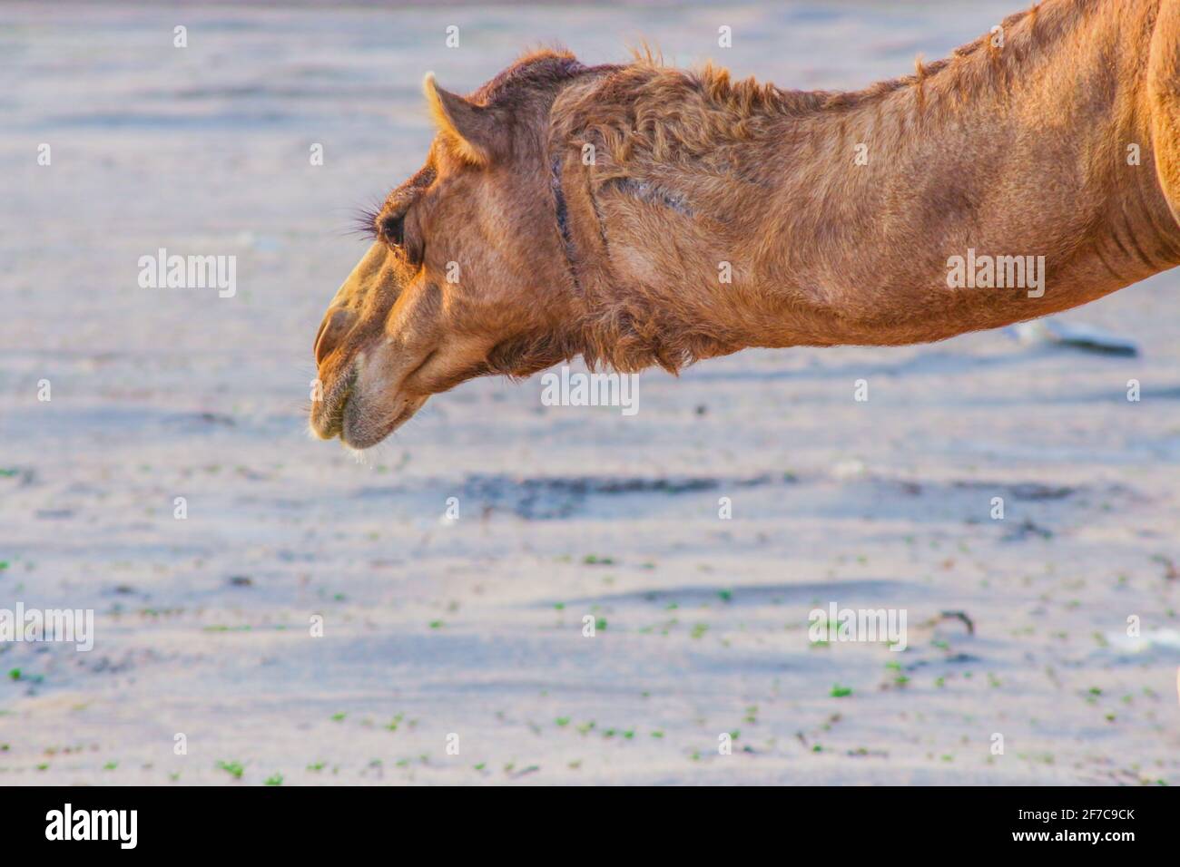camel feeding in the desert Stock Photo - Alamy