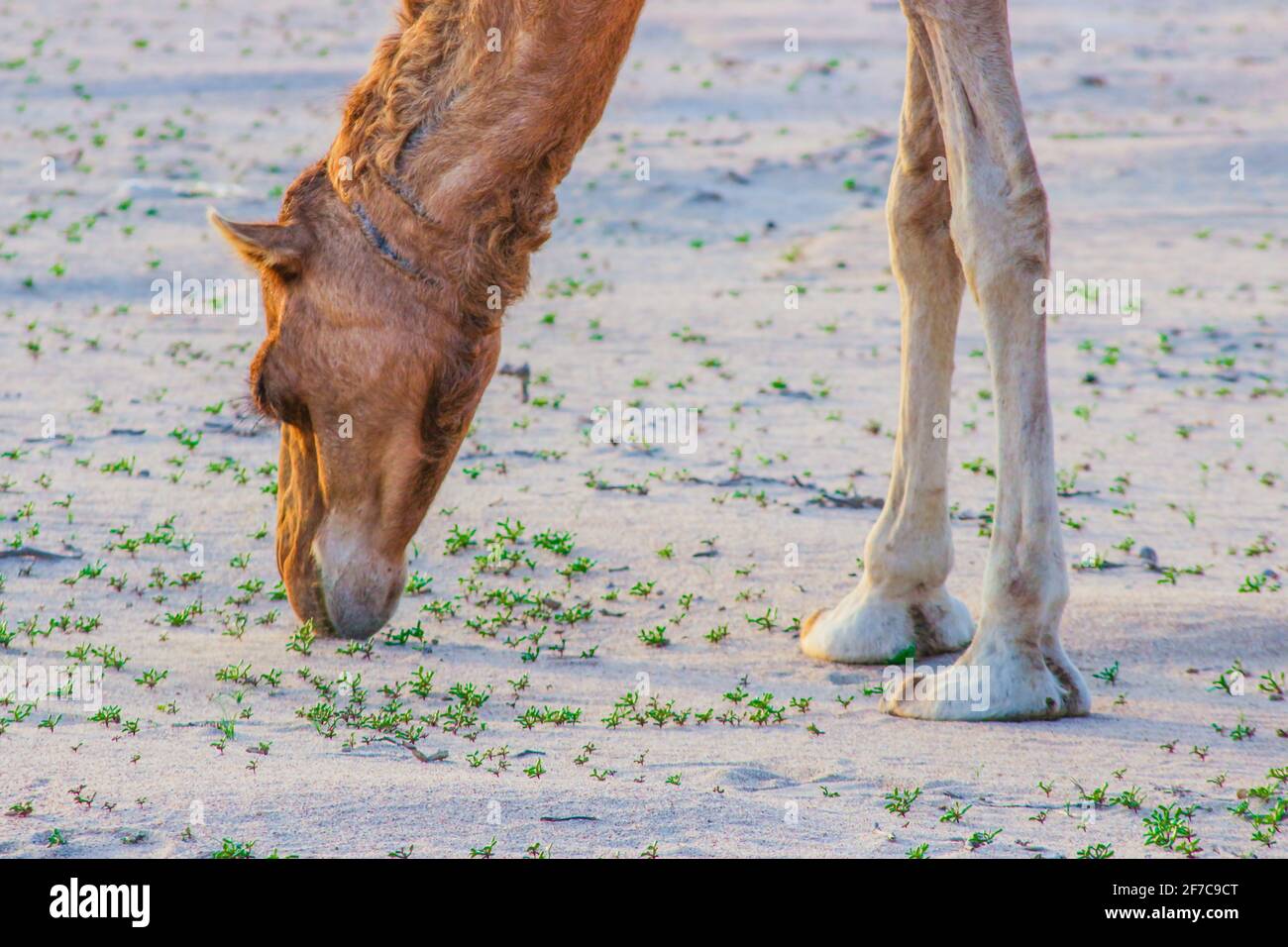 camel feeding in the desert Stock Photo - Alamy