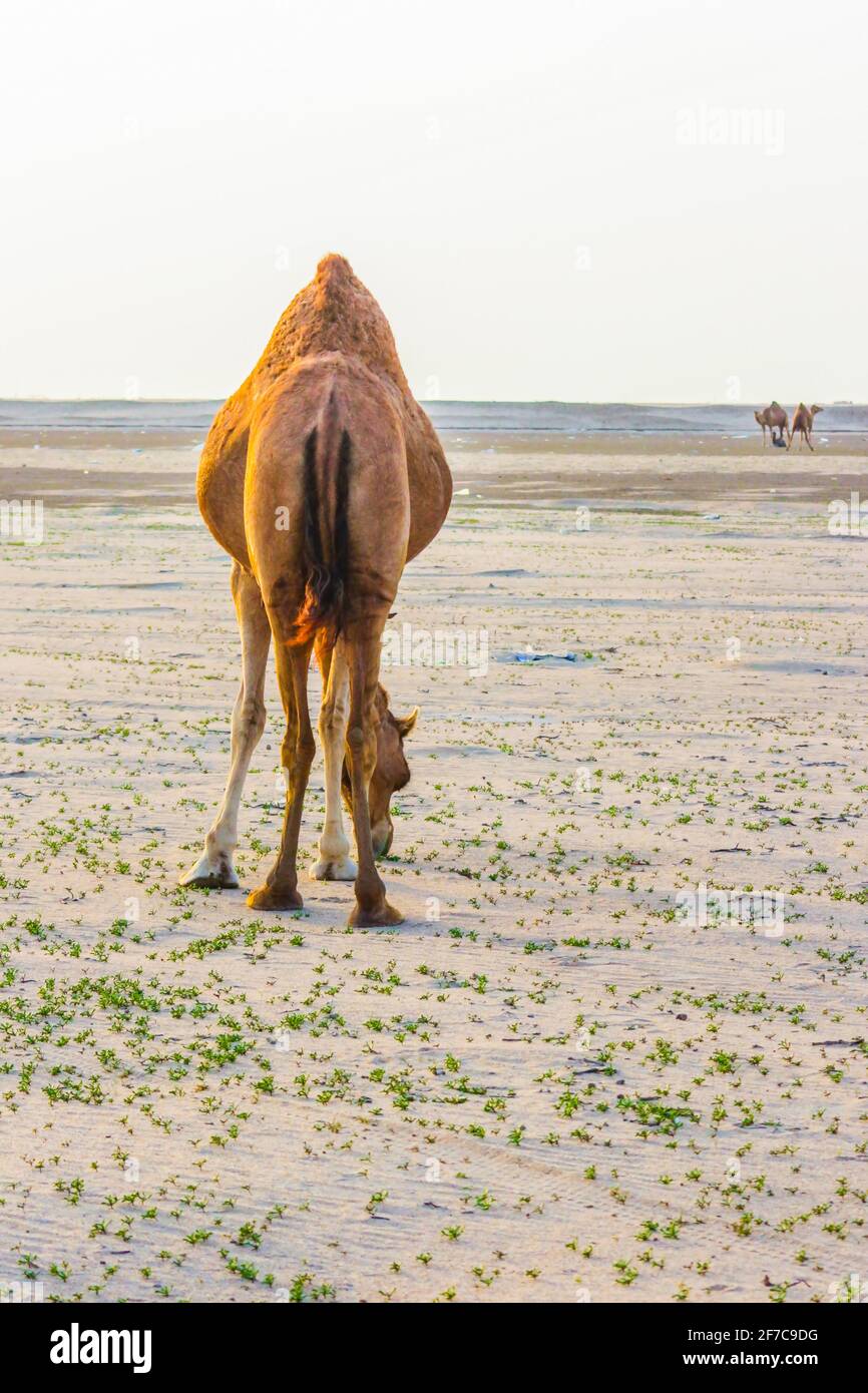 camel feeding in the desert Stock Photo - Alamy