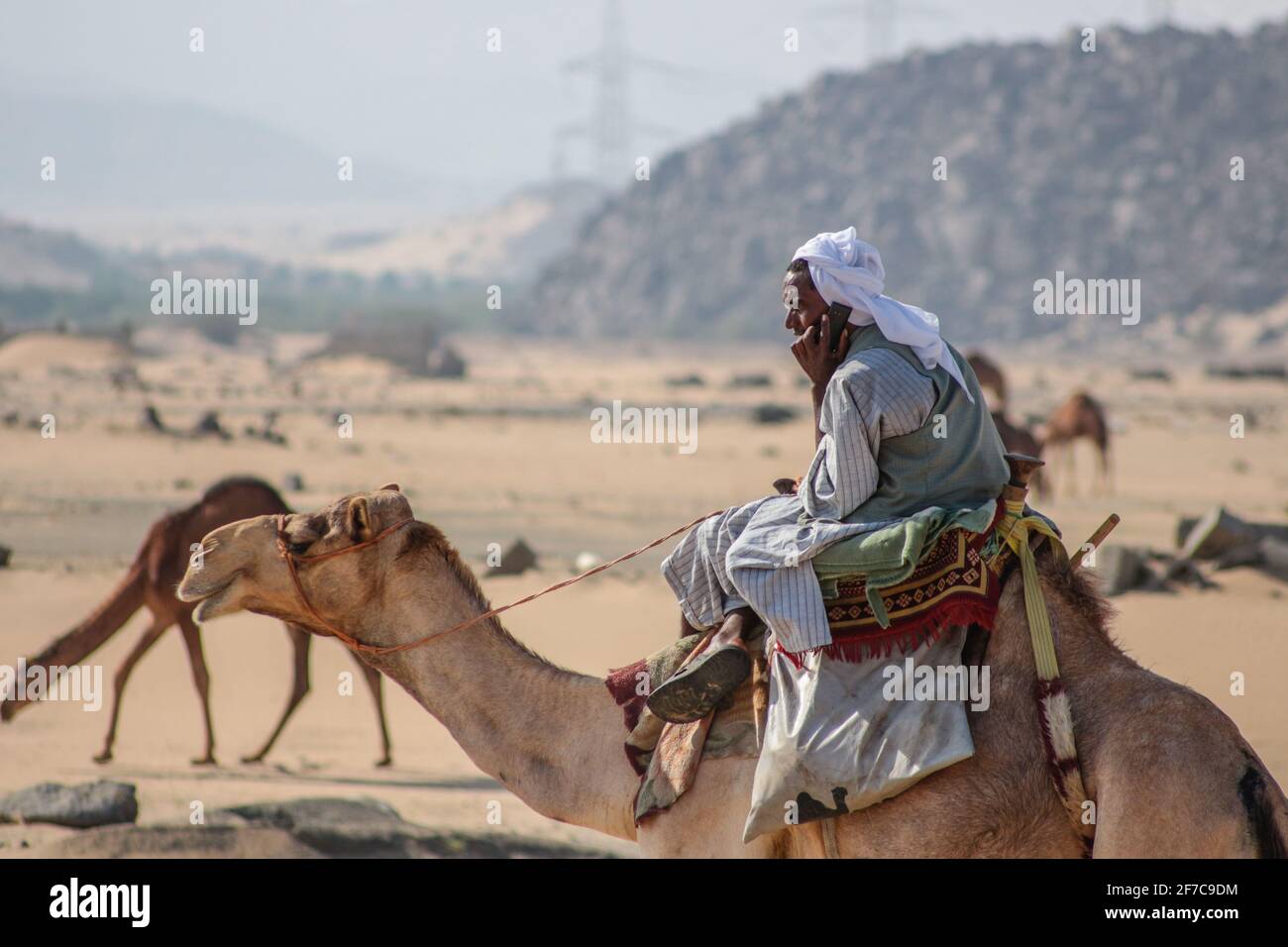 camel feeding in the desert Stock Photo - Alamy