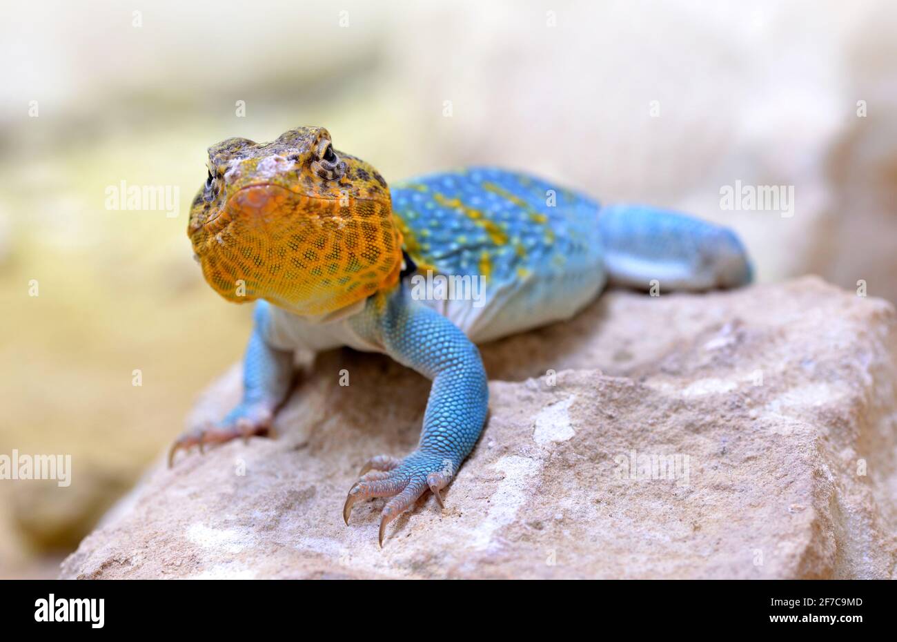 Blue collared lizard hi-res stock photography and images - Alamy