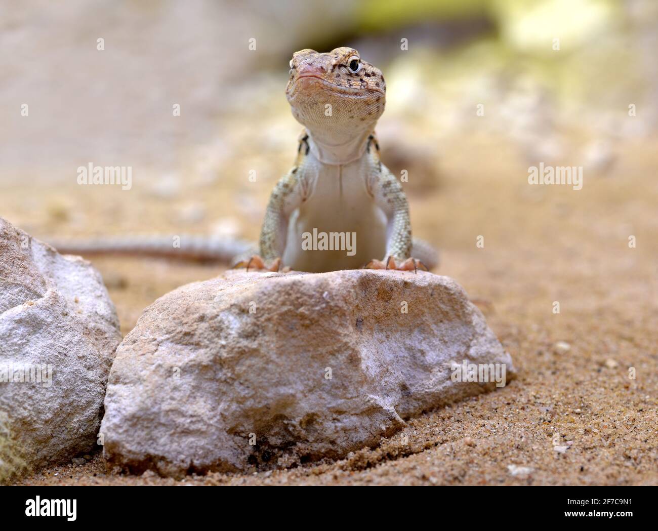 A female Common collared lizard (Crotaphytus collaris) on stone Stock ...