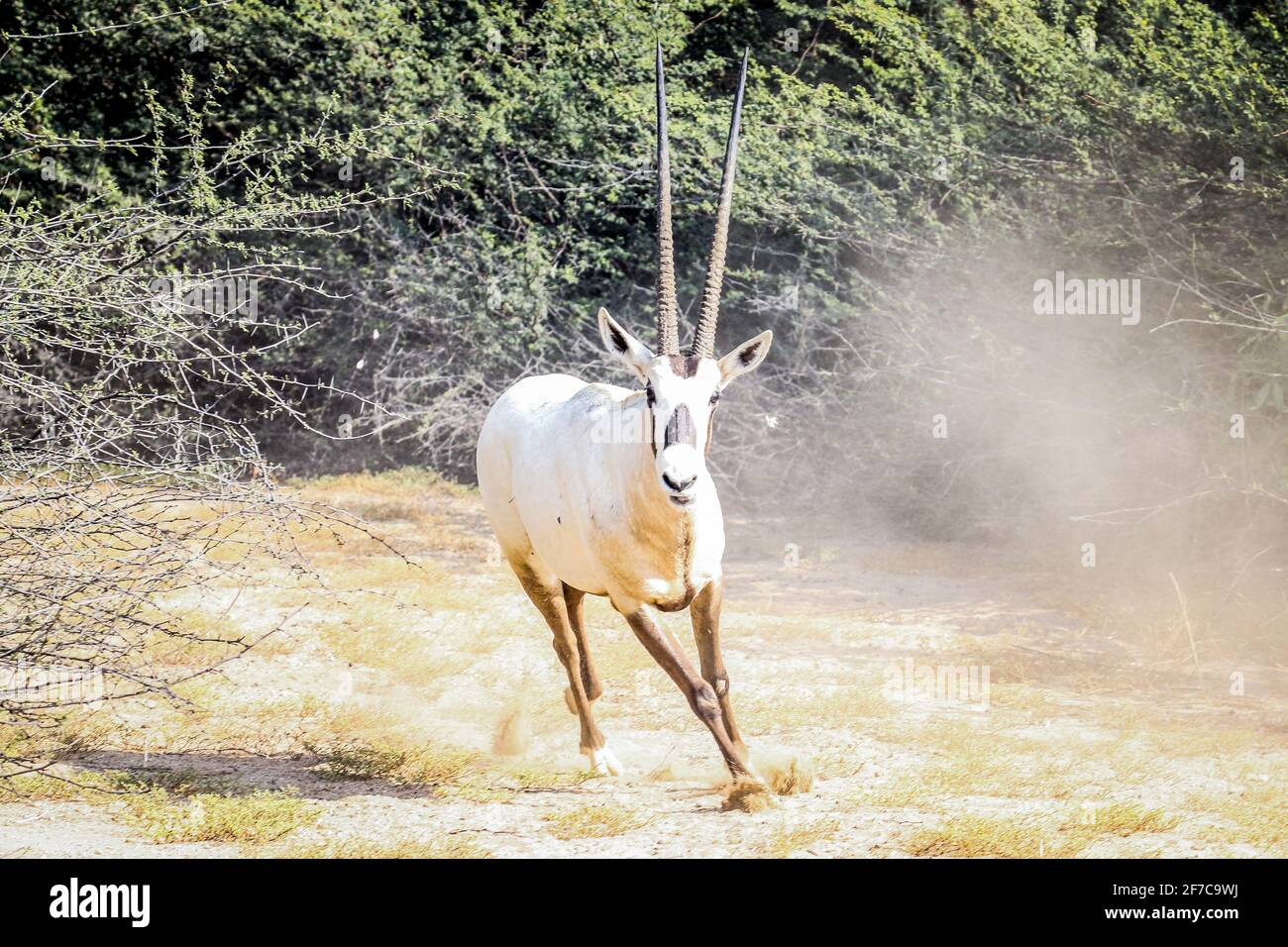 Oryx leucoryx oman hi-res stock photography and images - Alamy