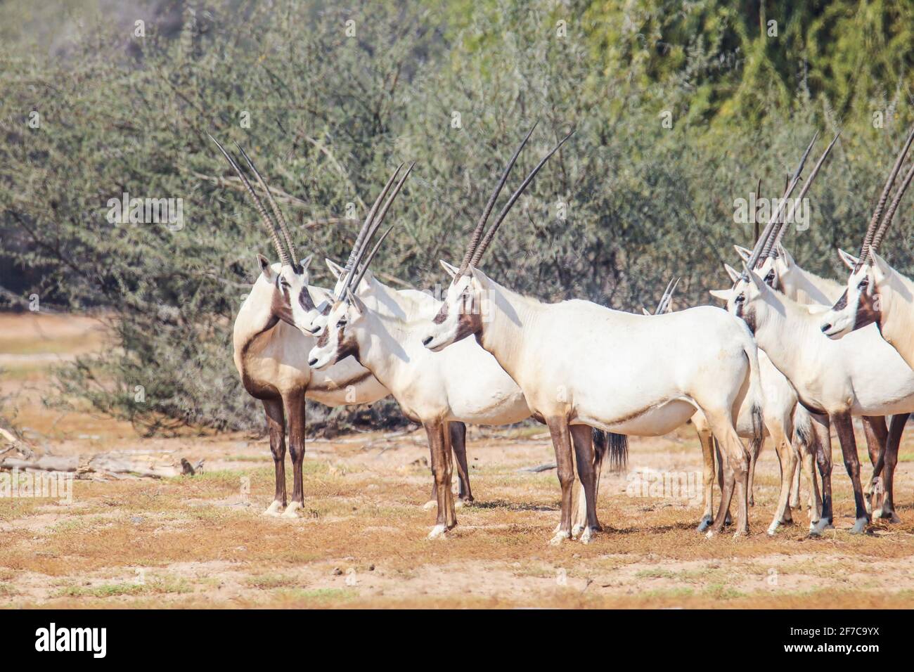 Oryx leucoryx oman hi-res stock photography and images - Alamy