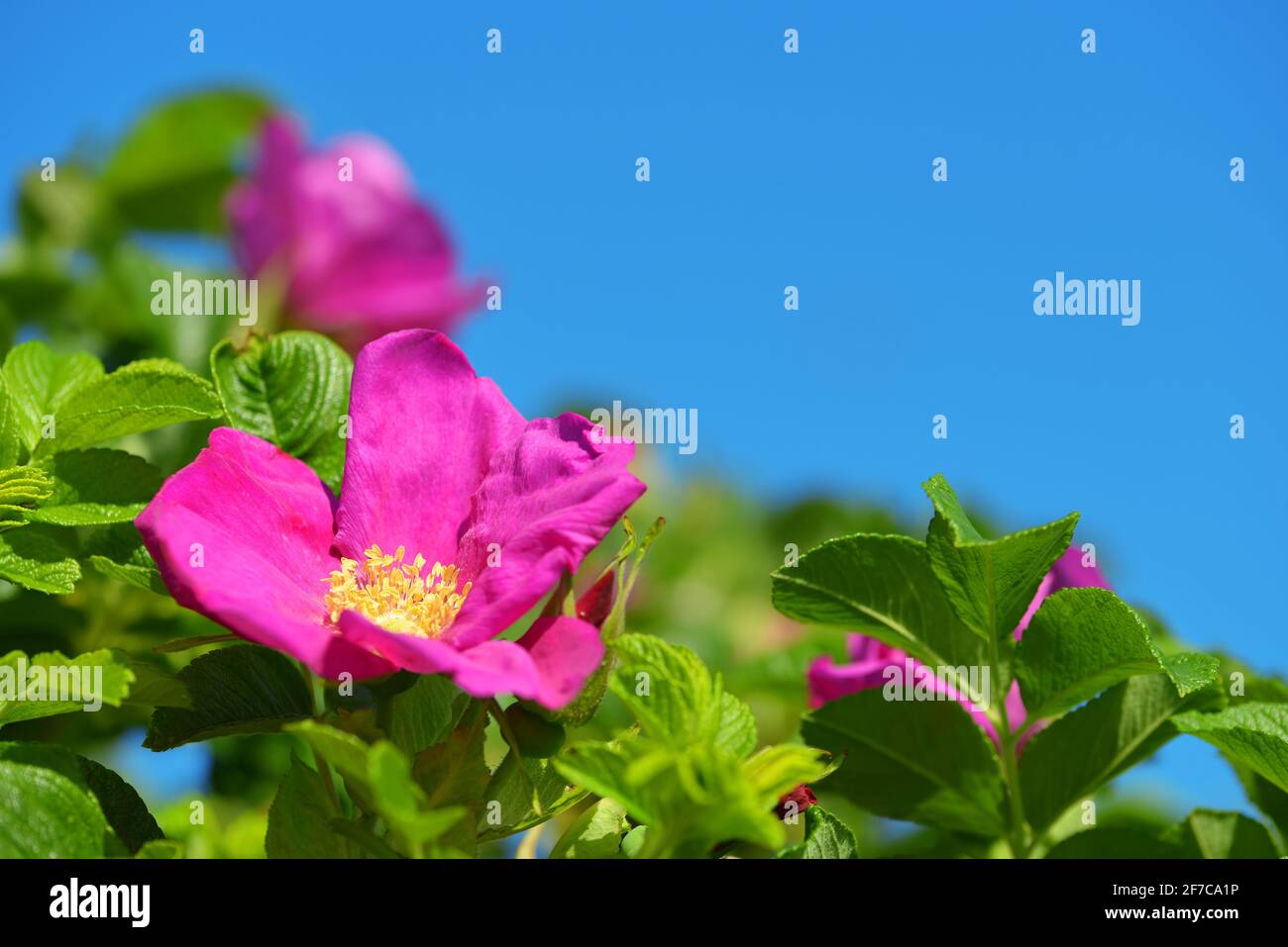 Blooming flowers of Ramanas Rose or Japanese Rose ( Rosa Rugosa ) with ...