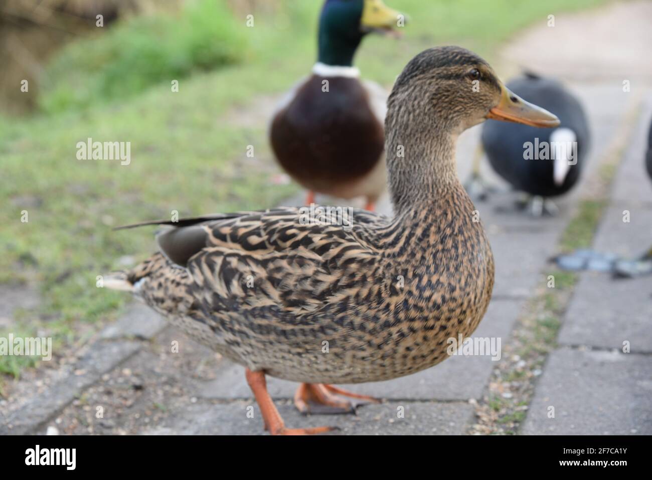 Duck at Zaanse Schans Stock Photo - Alamy
