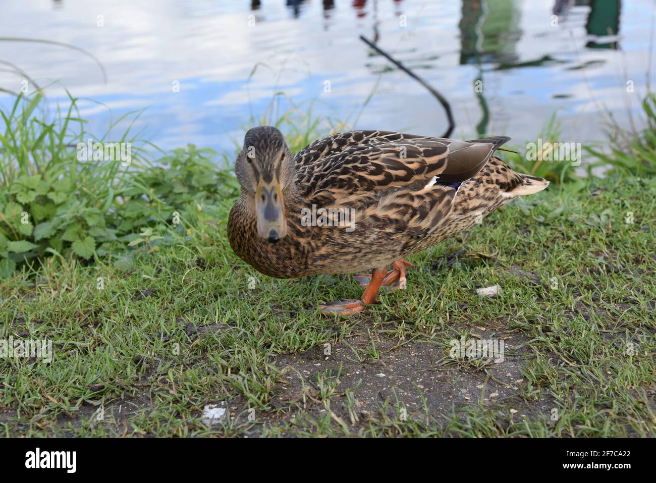 Duck at Zaanse Schans Stock Photo - Alamy