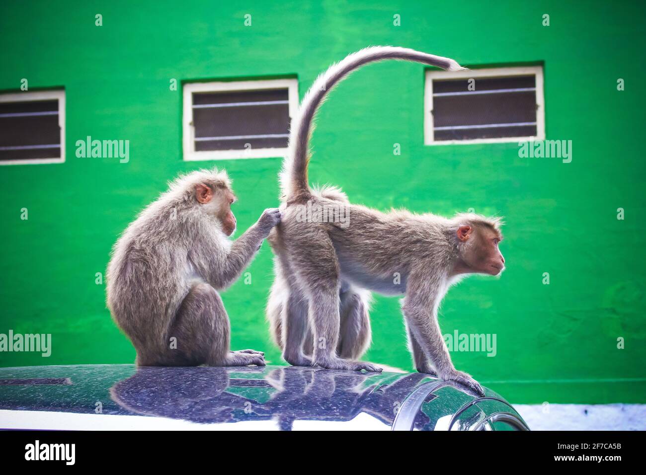 Monkey on car hi-res stock photography and images - Alamy