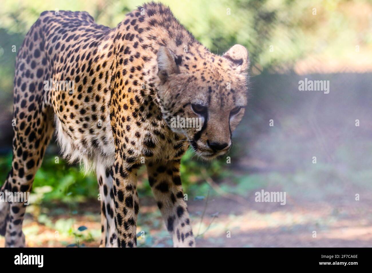 cheetah close up face Stock Photo - Alamy