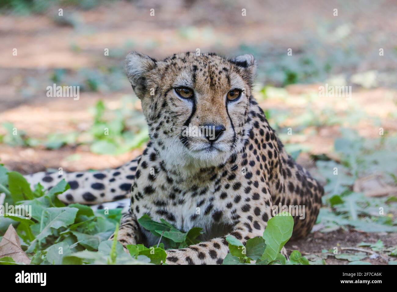 cheetah close up face Stock Photo - Alamy
