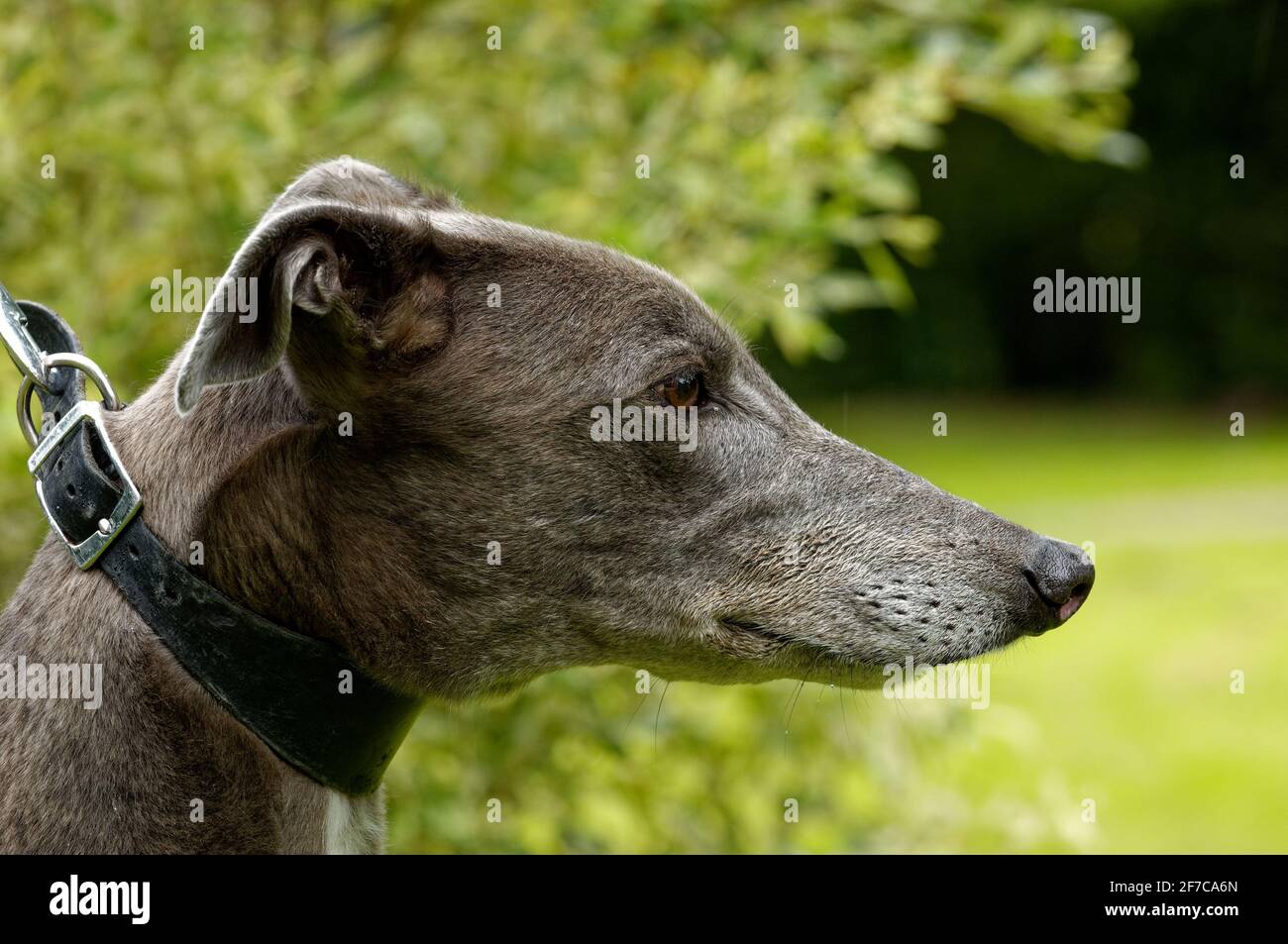 Greyhound.Adult portrait,running dog outdoors close up Stock Photo - Alamy