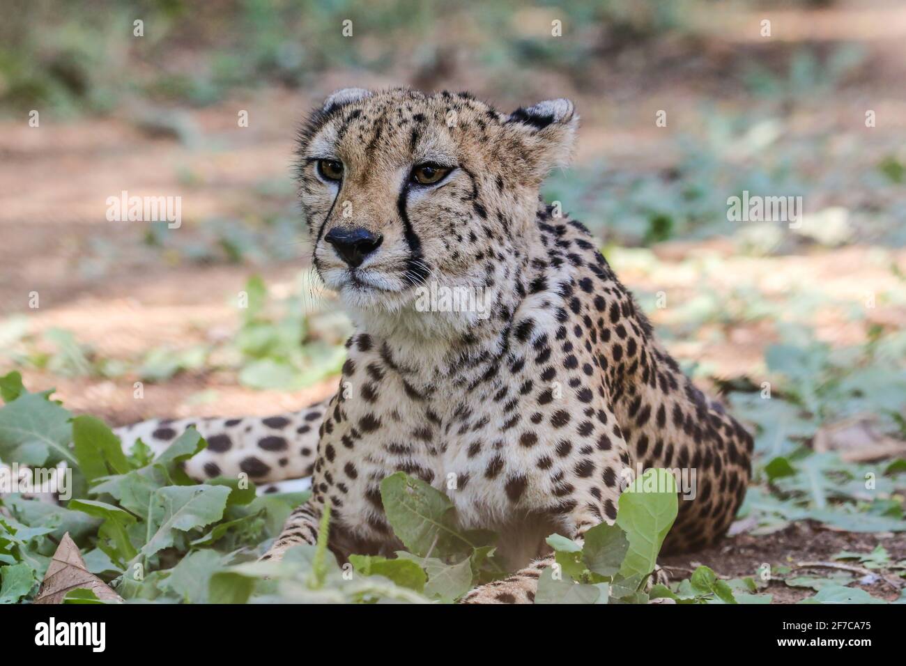 cheetah close up face Stock Photo - Alamy