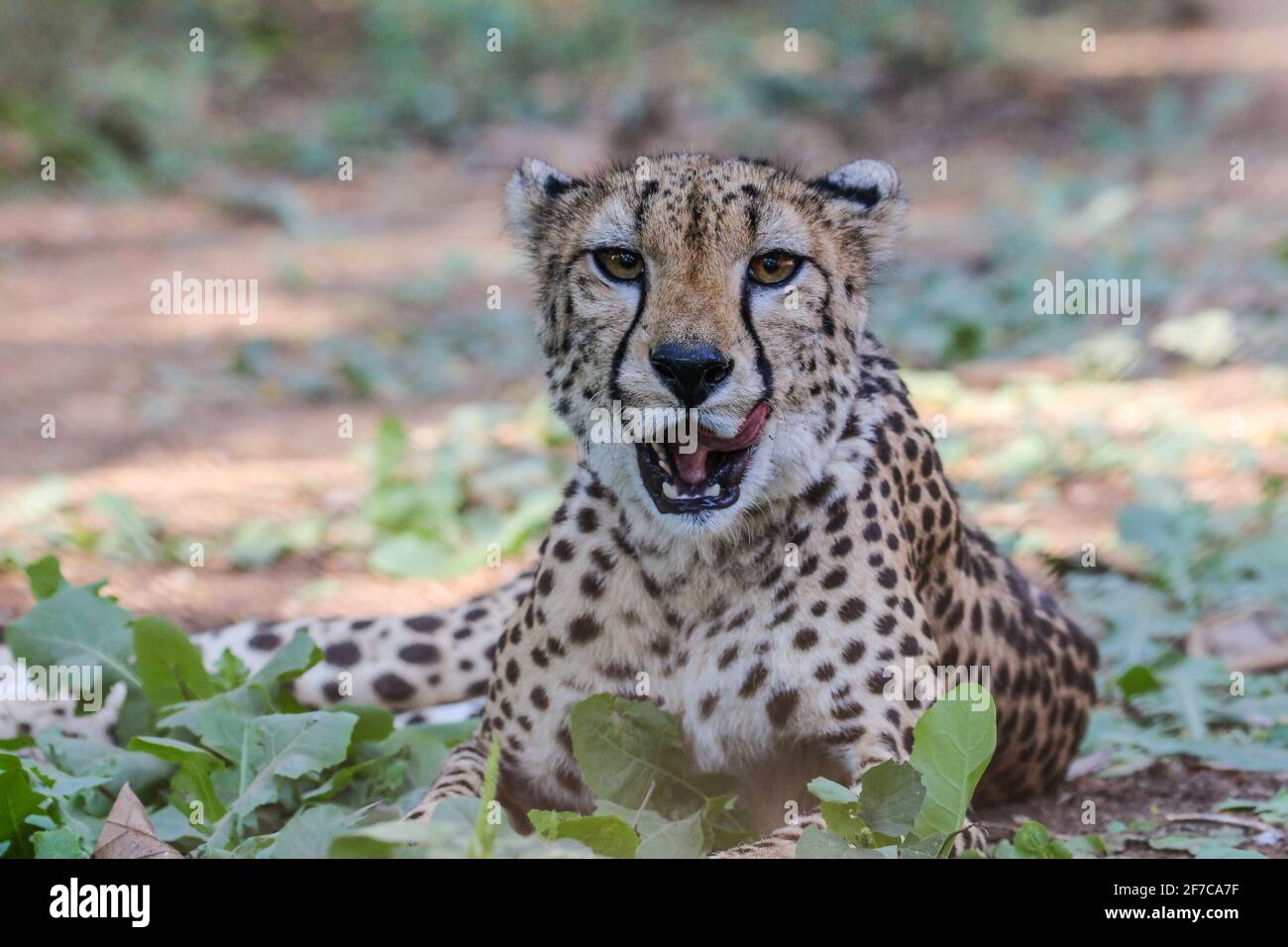 cheetah close up face Stock Photo - Alamy