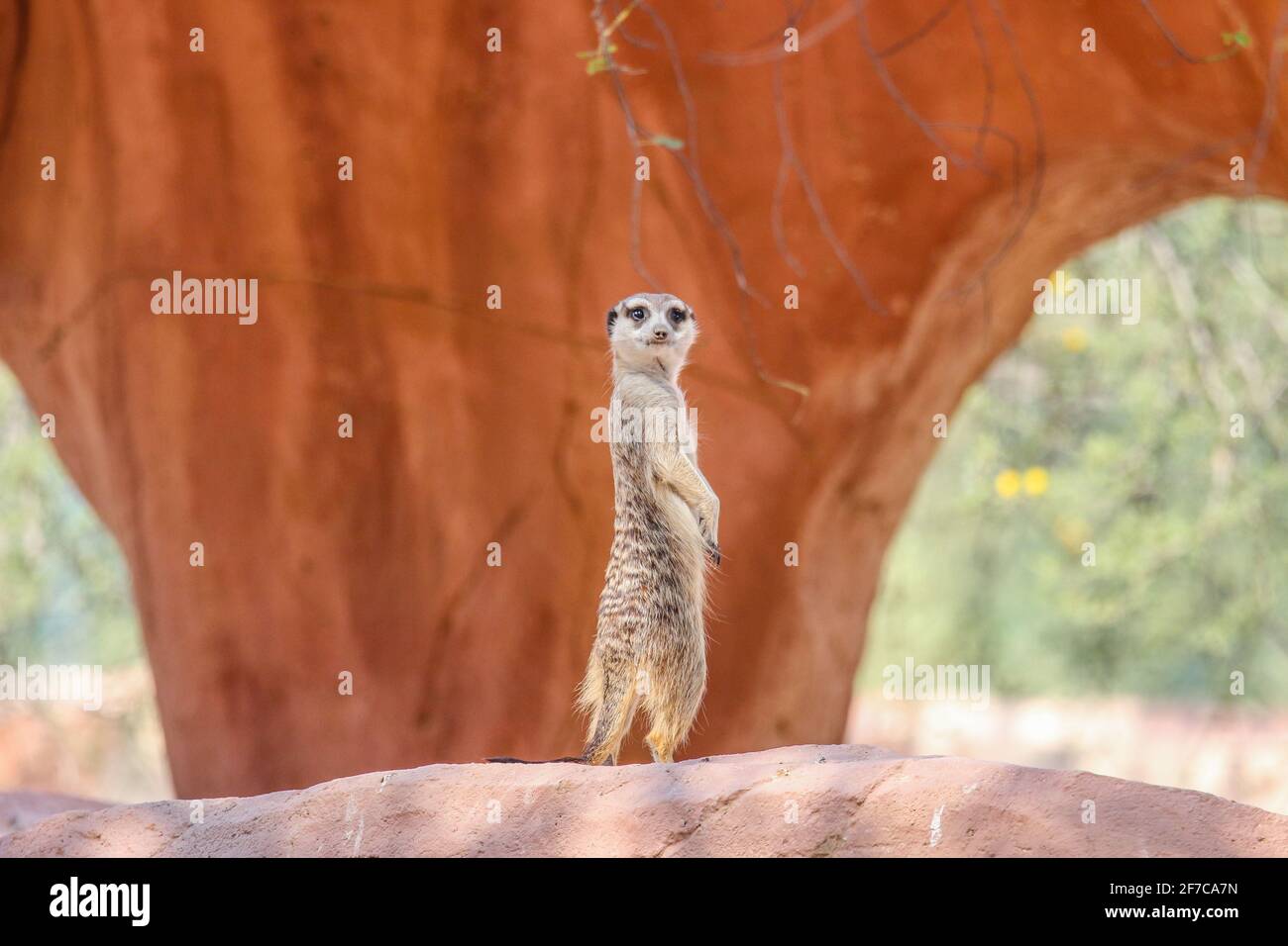Suricata wallpaper hi-res stock photography and images - Alamy