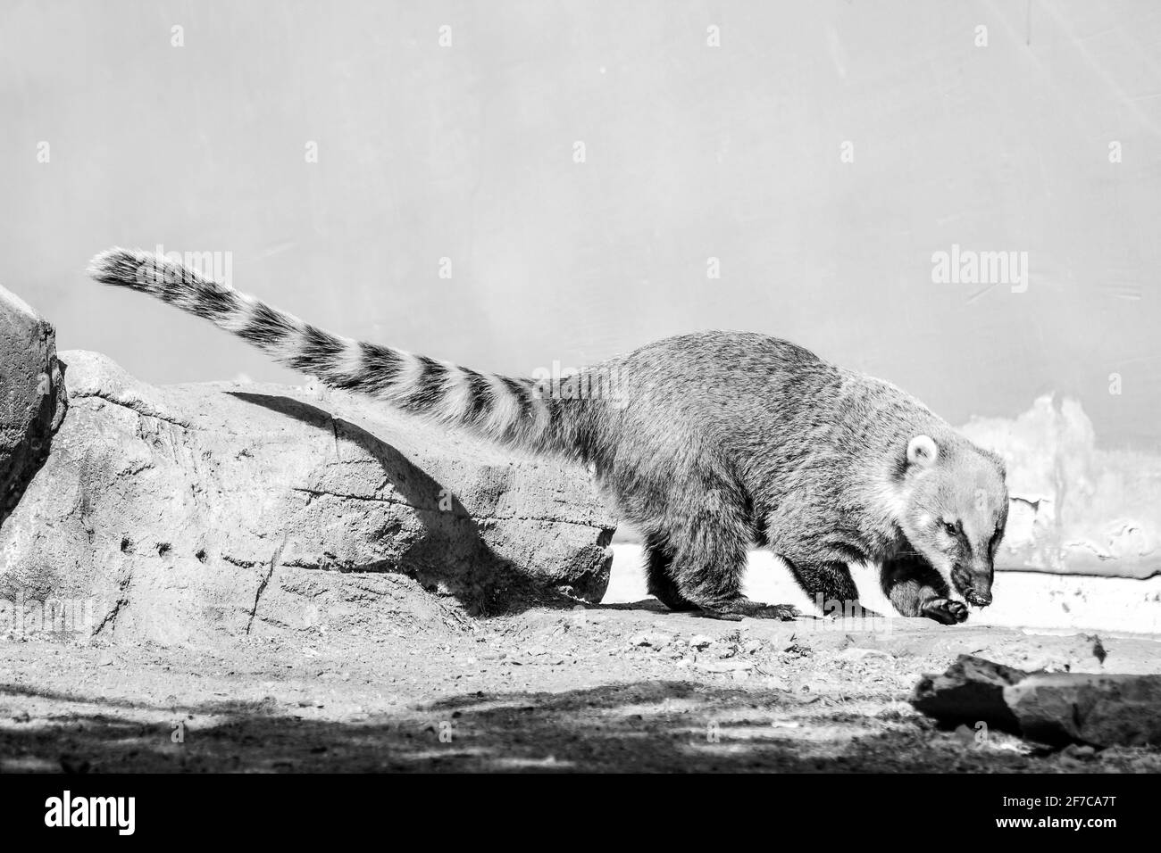 white nosed coati habitat Stock Photo - Alamy