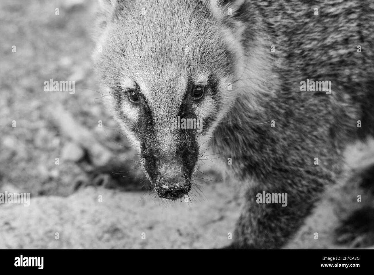 white nosed coati habitat Stock Photo - Alamy