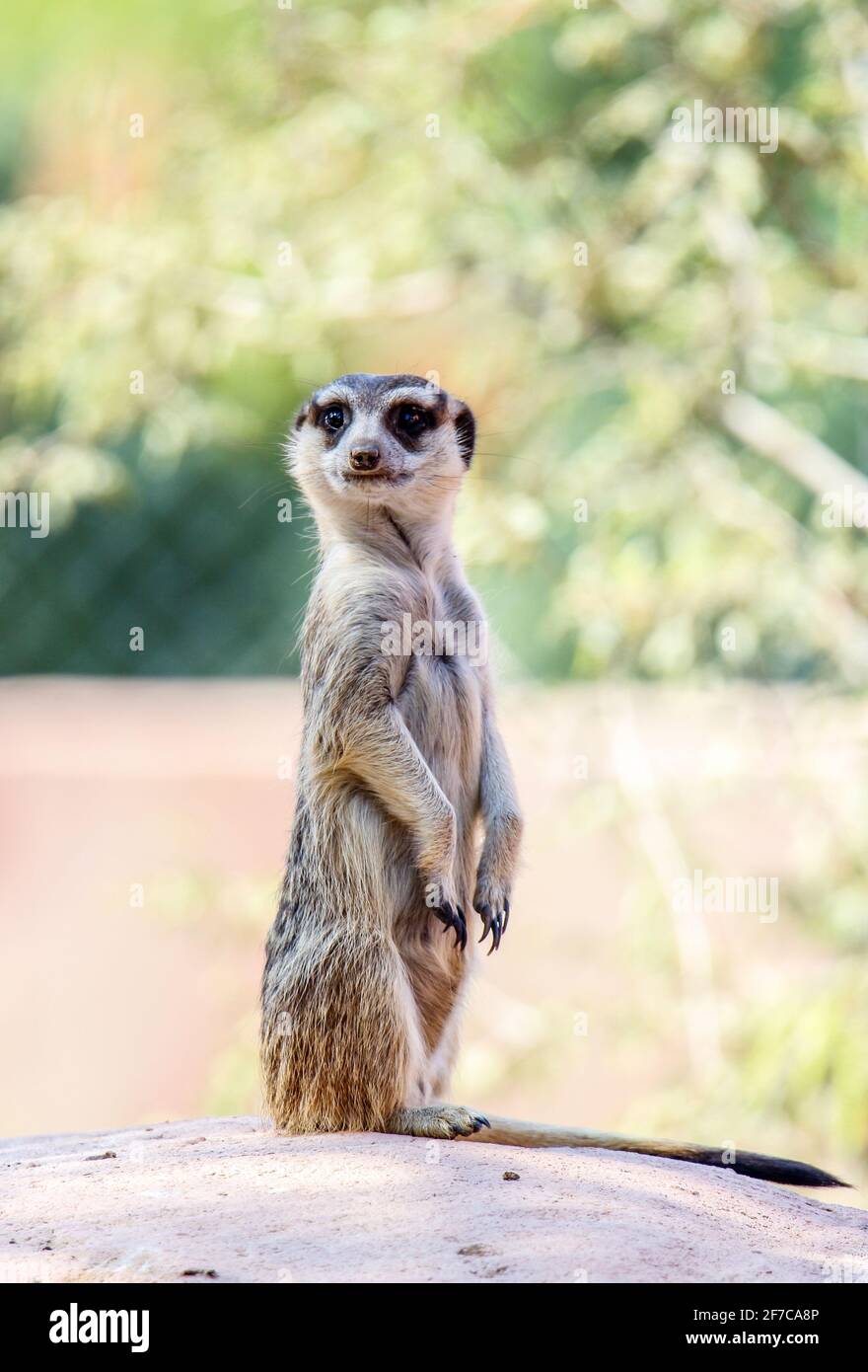 Meercat poster hi-res stock photography and images - Alamy