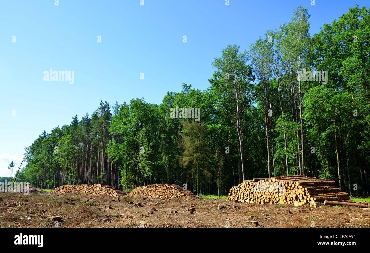 Forest destroyed by bark beetle. Wooden logs cut and stacked Stock ...