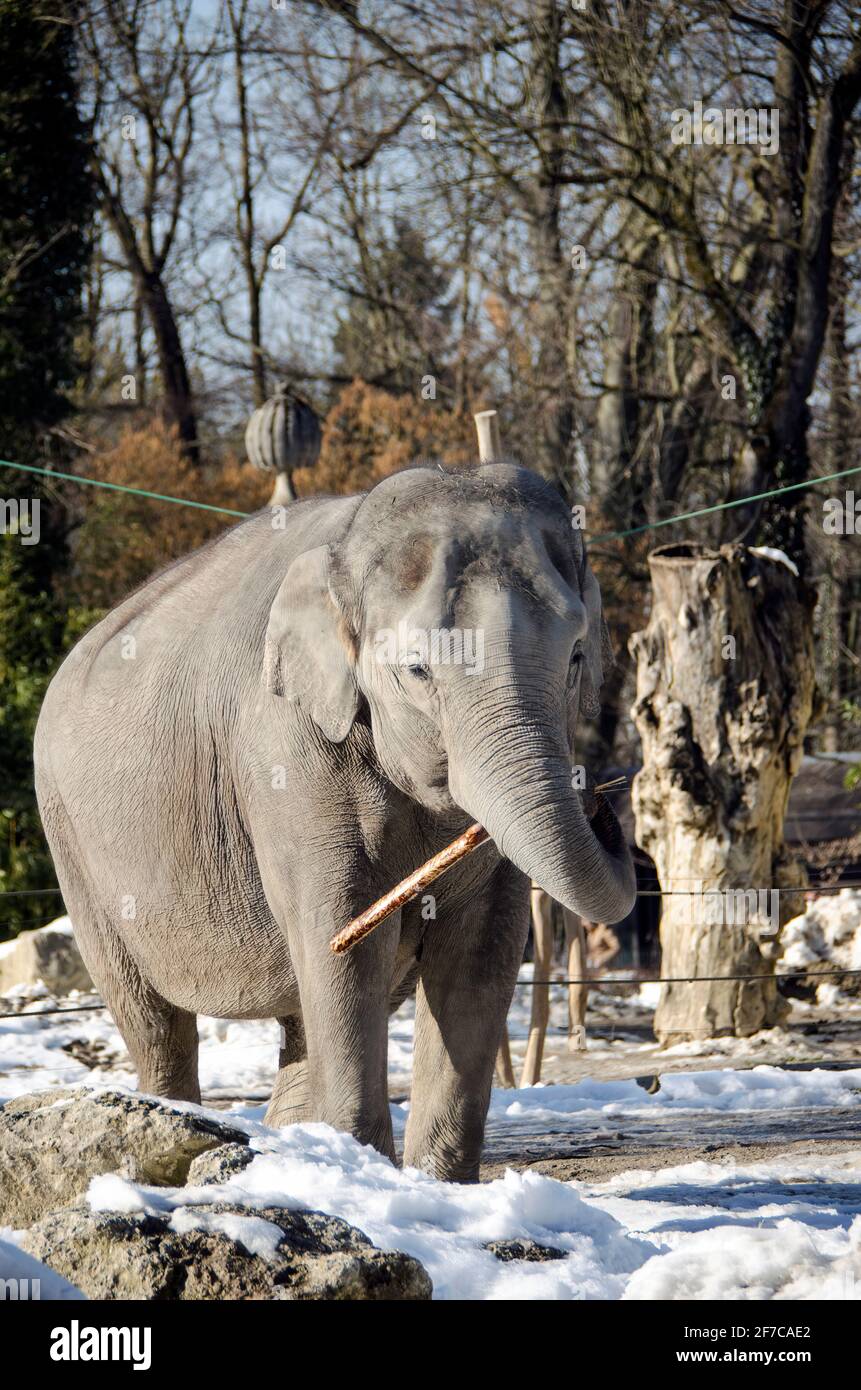 Elephant in sun hi-res stock photography and images - Alamy