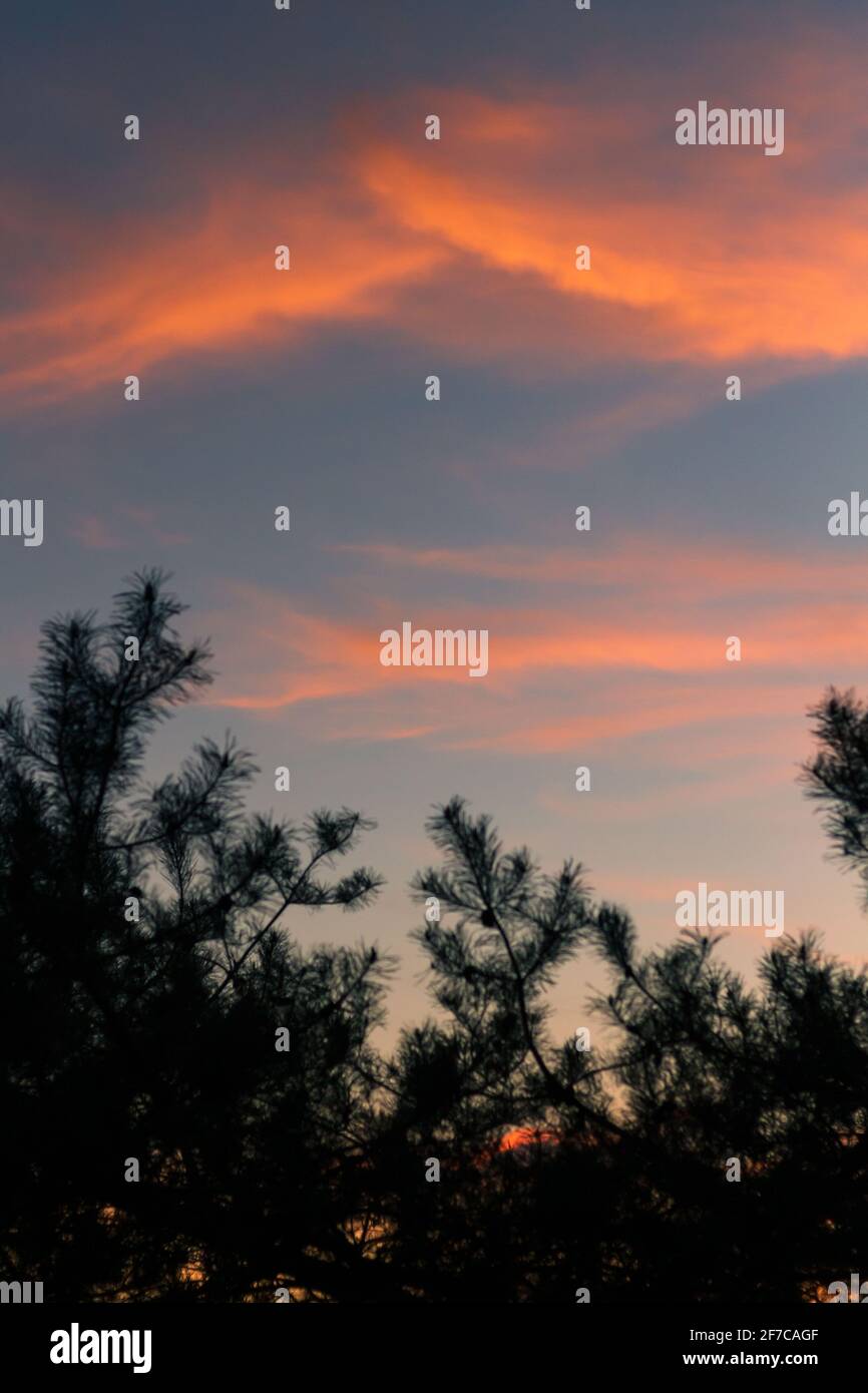 Vertical photo of sunset above tree silhouette. Orange sunset clouds ...