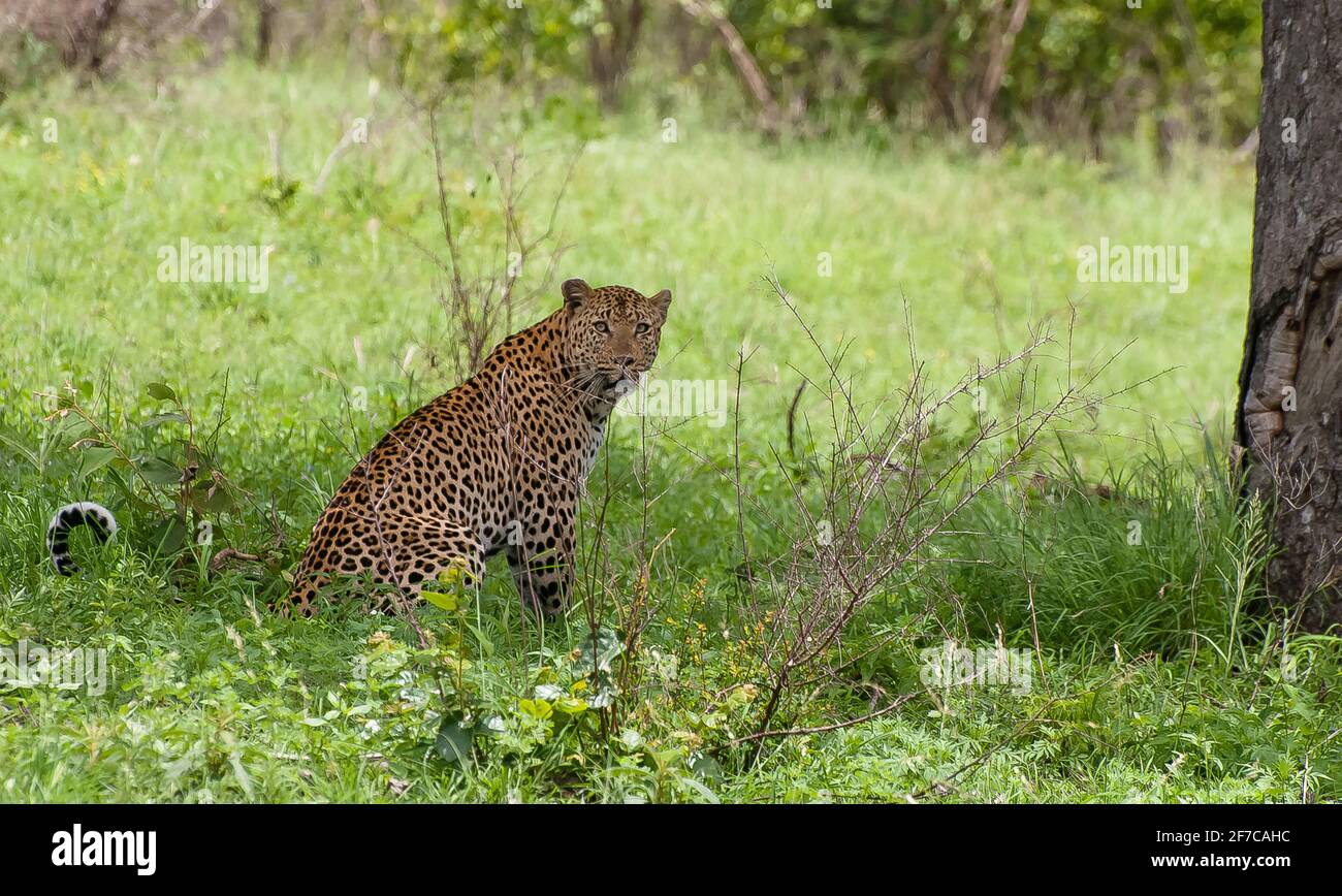 Warthog predator hi-res stock photography and images - Alamy