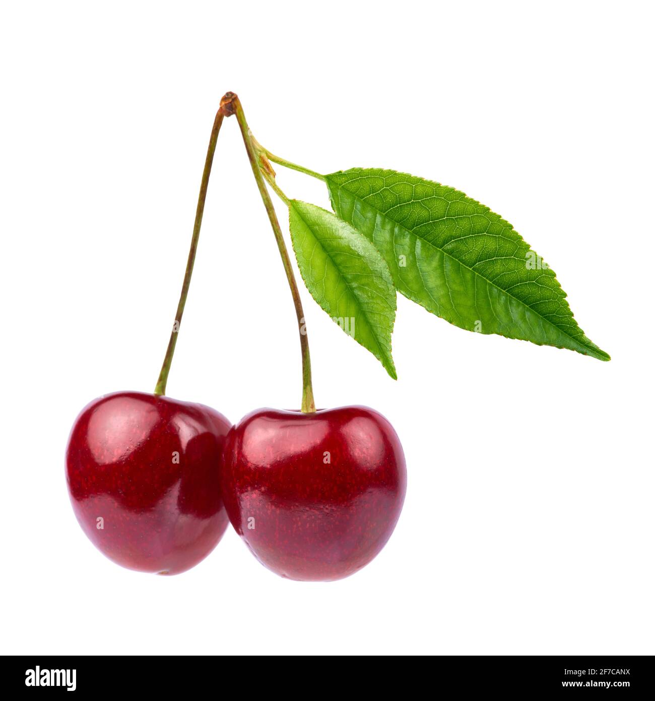 sweet cherry fruits isolated on white background Stock Photo - Alamy
