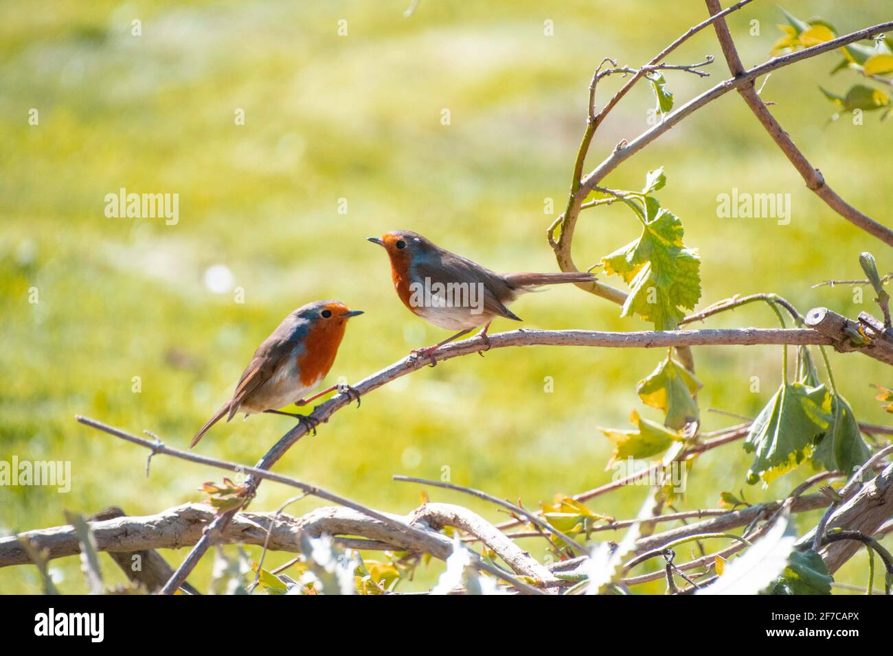 Two Robin red breasts Birds sitting on a branch Stock Photo - Alamy