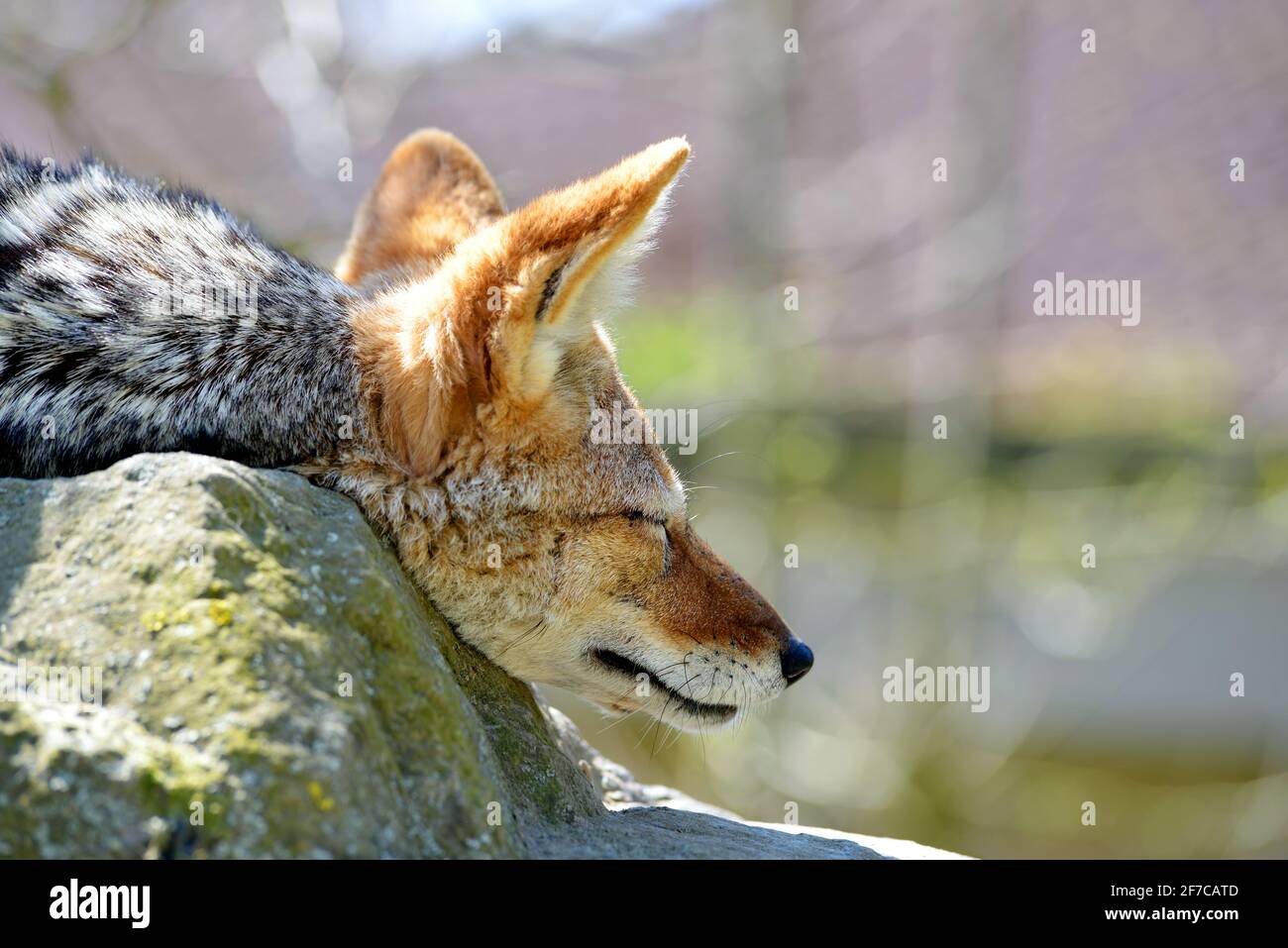 Jackal head hi-res stock photography and images - Alamy