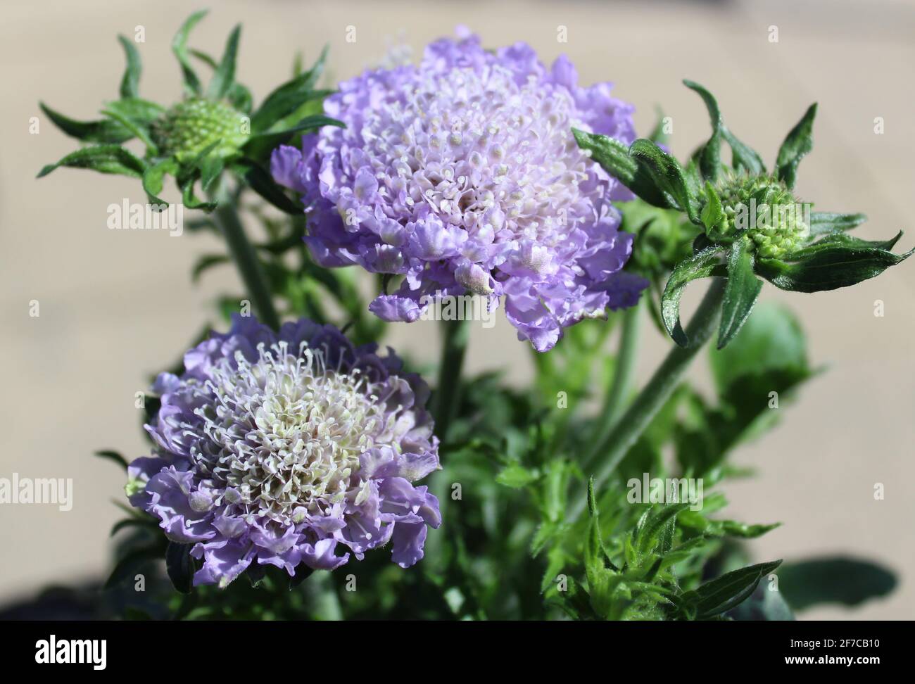 Widow Flower High Resolution Stock Photography and Images - Alamy