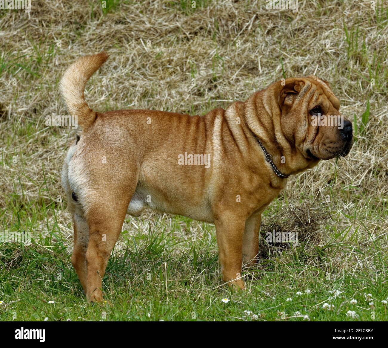 Sharpei Adult Chinese fighting dog wrinkled skin Stock Photo - Alamy