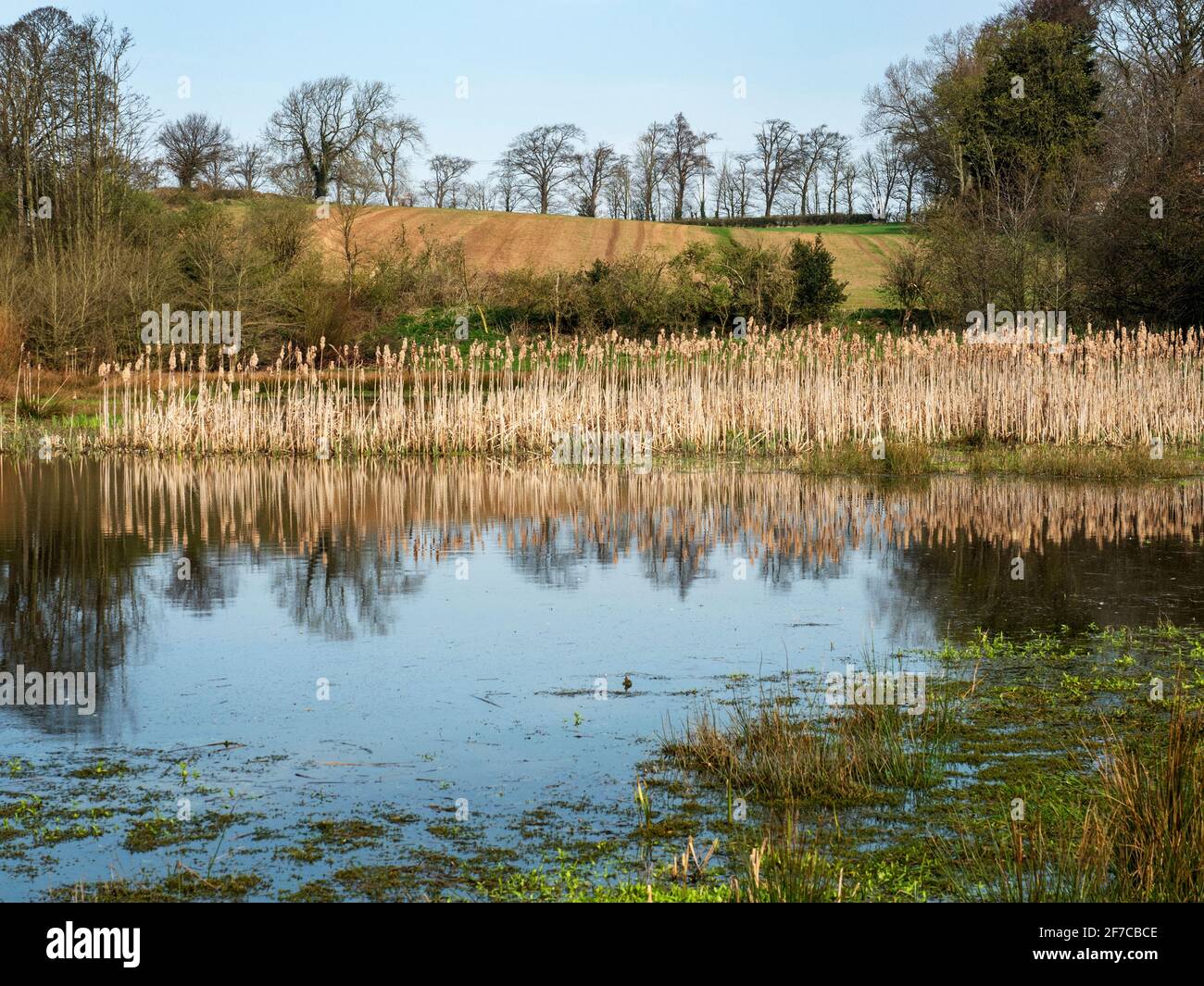 The Mar village pond at Arkendale near Knaresborough North Yorkshire ...