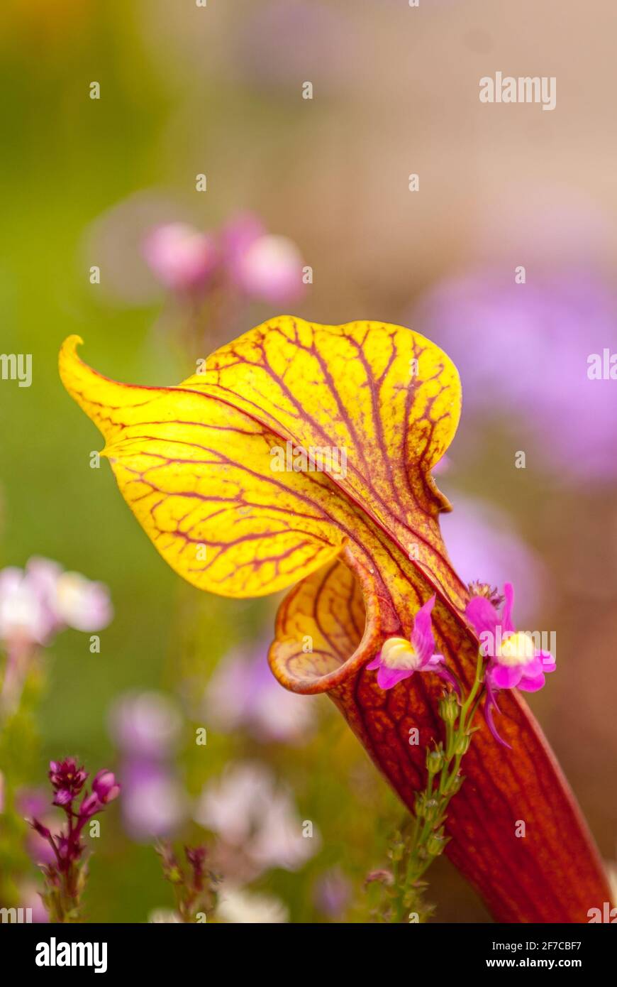 Spring in London Stock Photo - Alamy