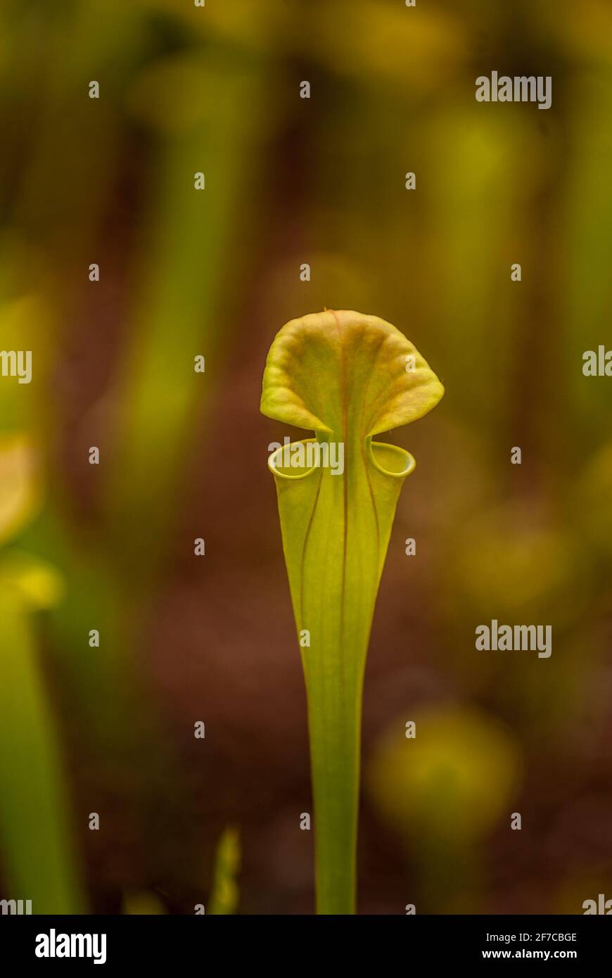 Spring in London Stock Photo - Alamy
