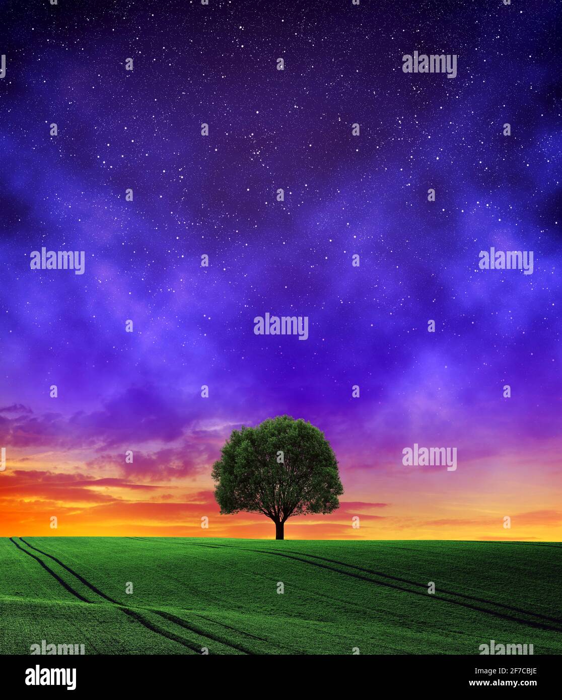 Rolling wheat field with tree in the night sky Stock Photo - Alamy