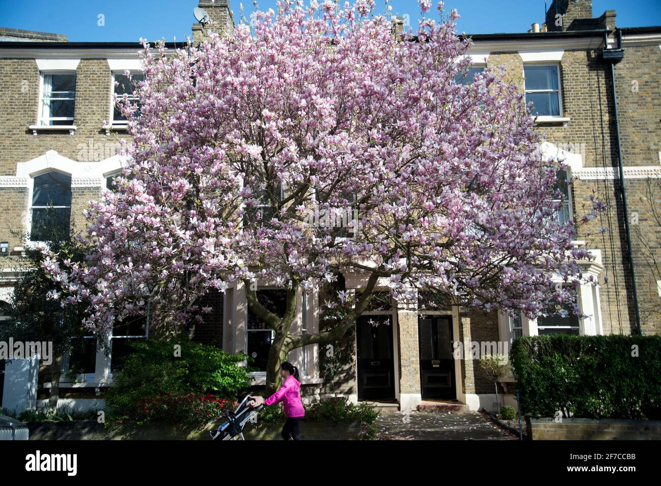 London, England, UK. Victoria Park. Magnolia tree in blossom with woman ...
