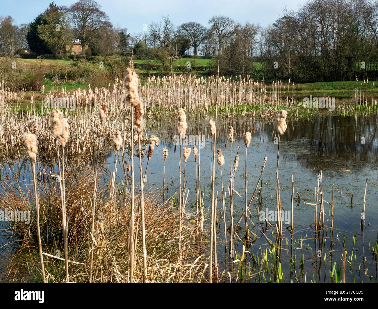 Arkendale village pond hi-res stock photography and images - Alamy