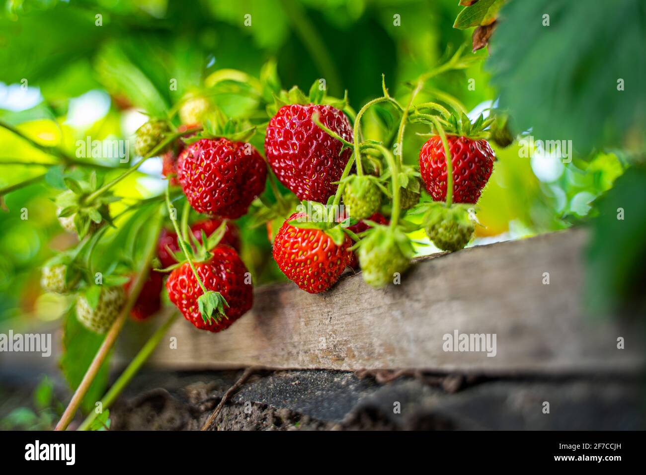 Ripe organic strawberry bush in the garden close up. Growing a crop of ...