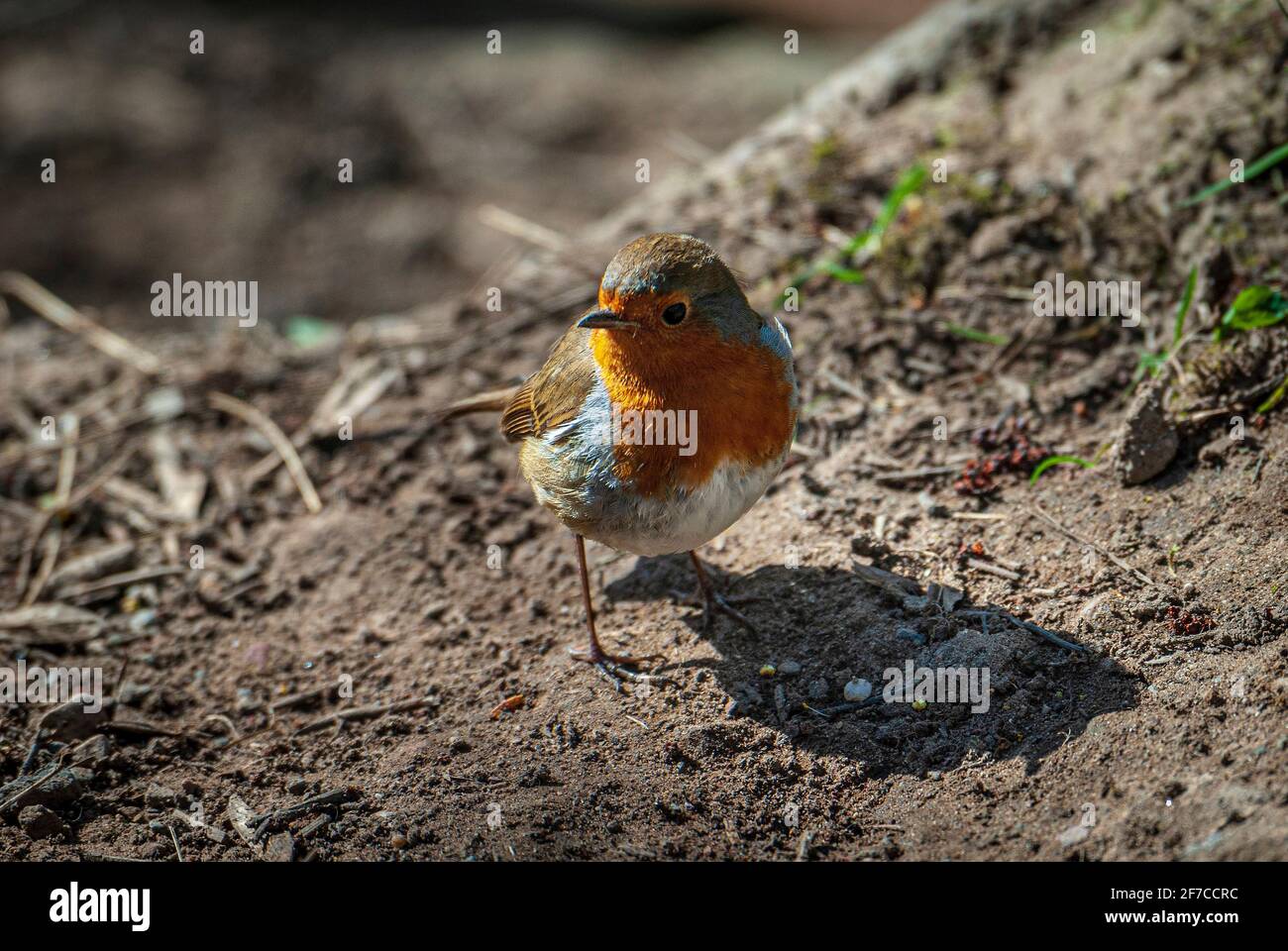 A European robin, known simply as the robin or robin redbreast resting ...